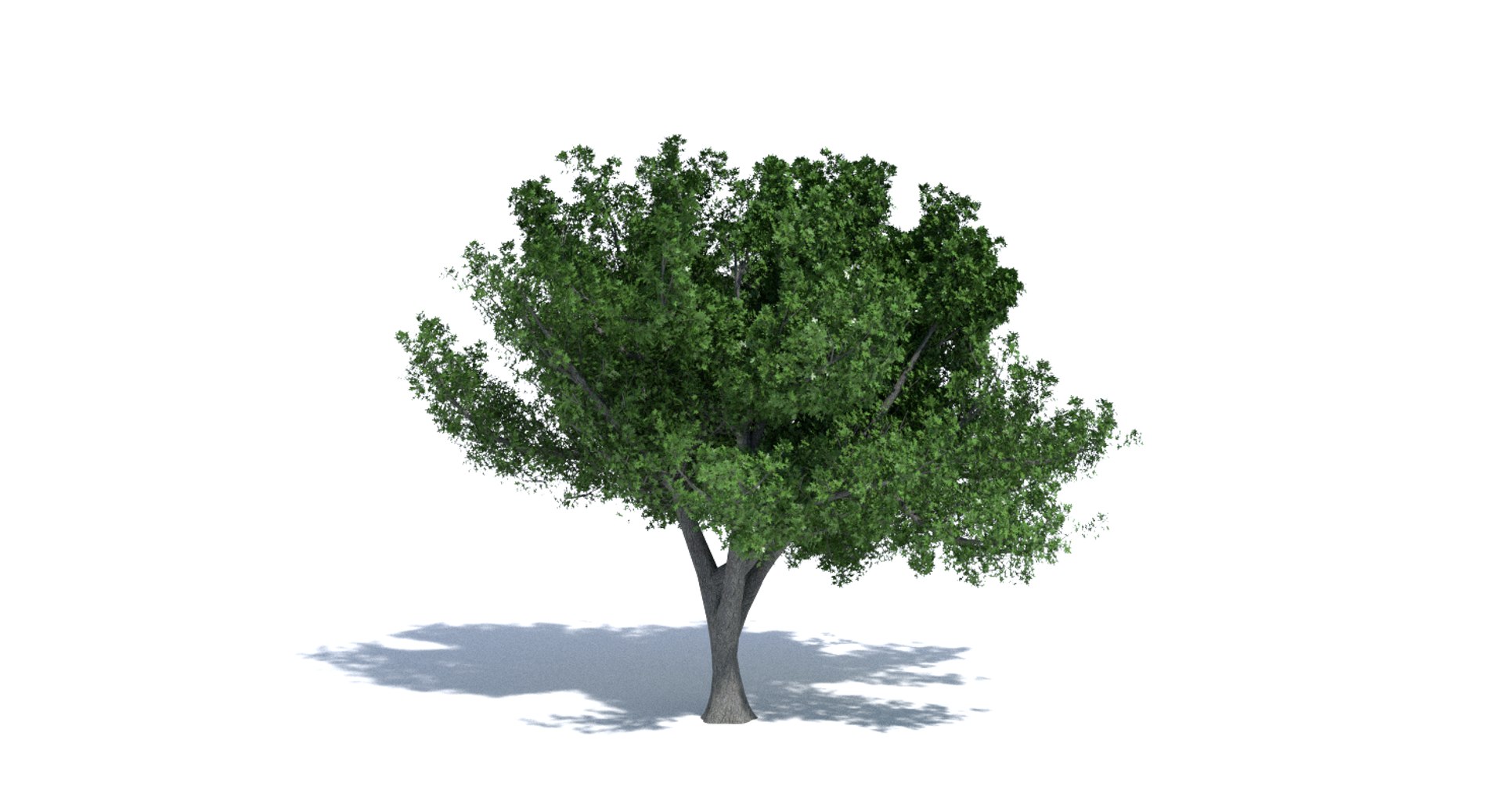 Oak Tree 3d Max