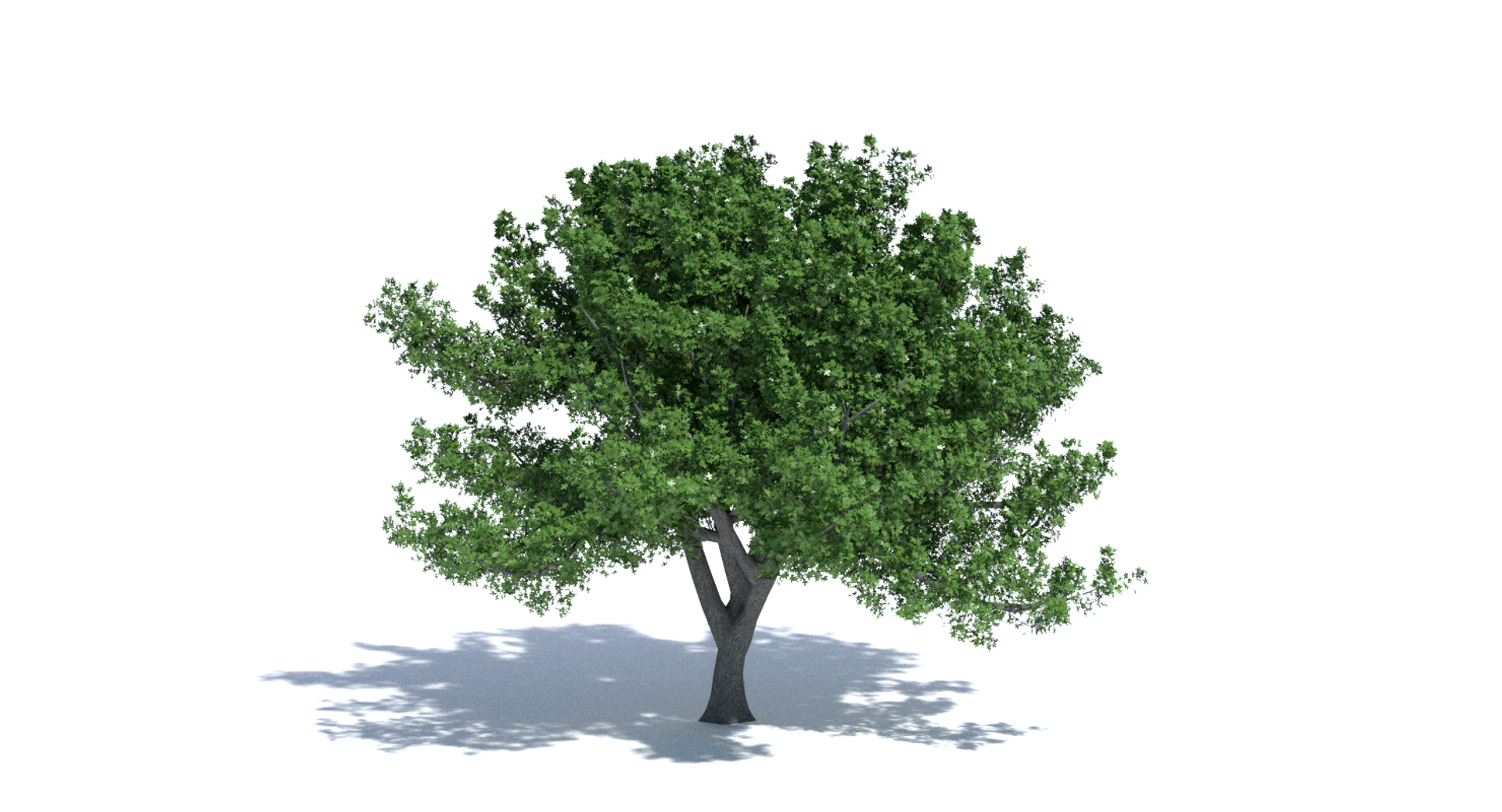 Oak Tree 3d Max