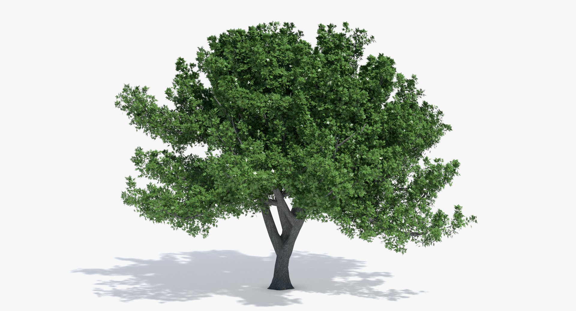 Oak Tree 3d Max