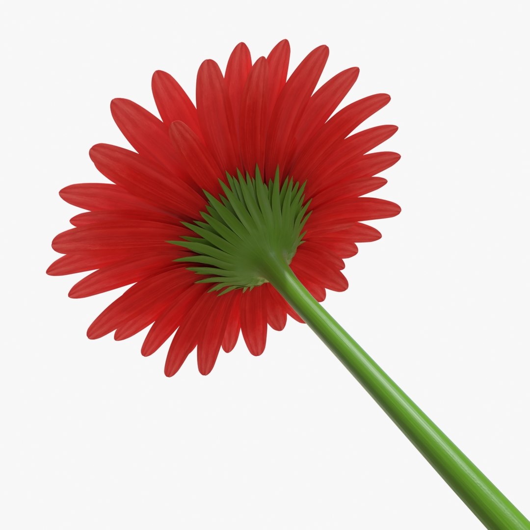 3D gerbera stem model - TurboSquid 1195989
