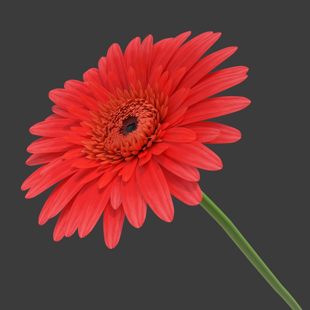 3D gerbera stem model - TurboSquid 1195989