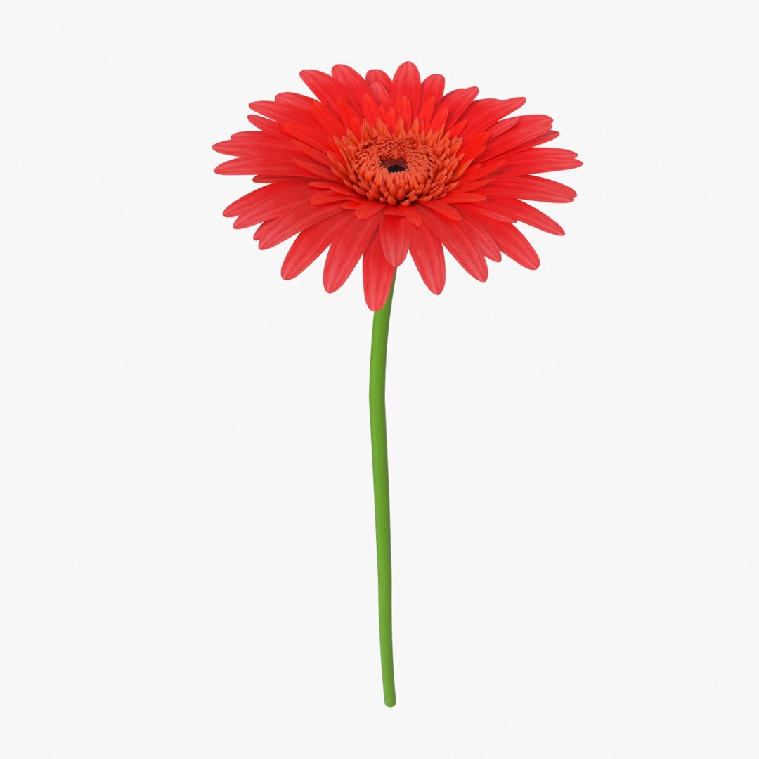 3D gerbera stem model - TurboSquid 1195989