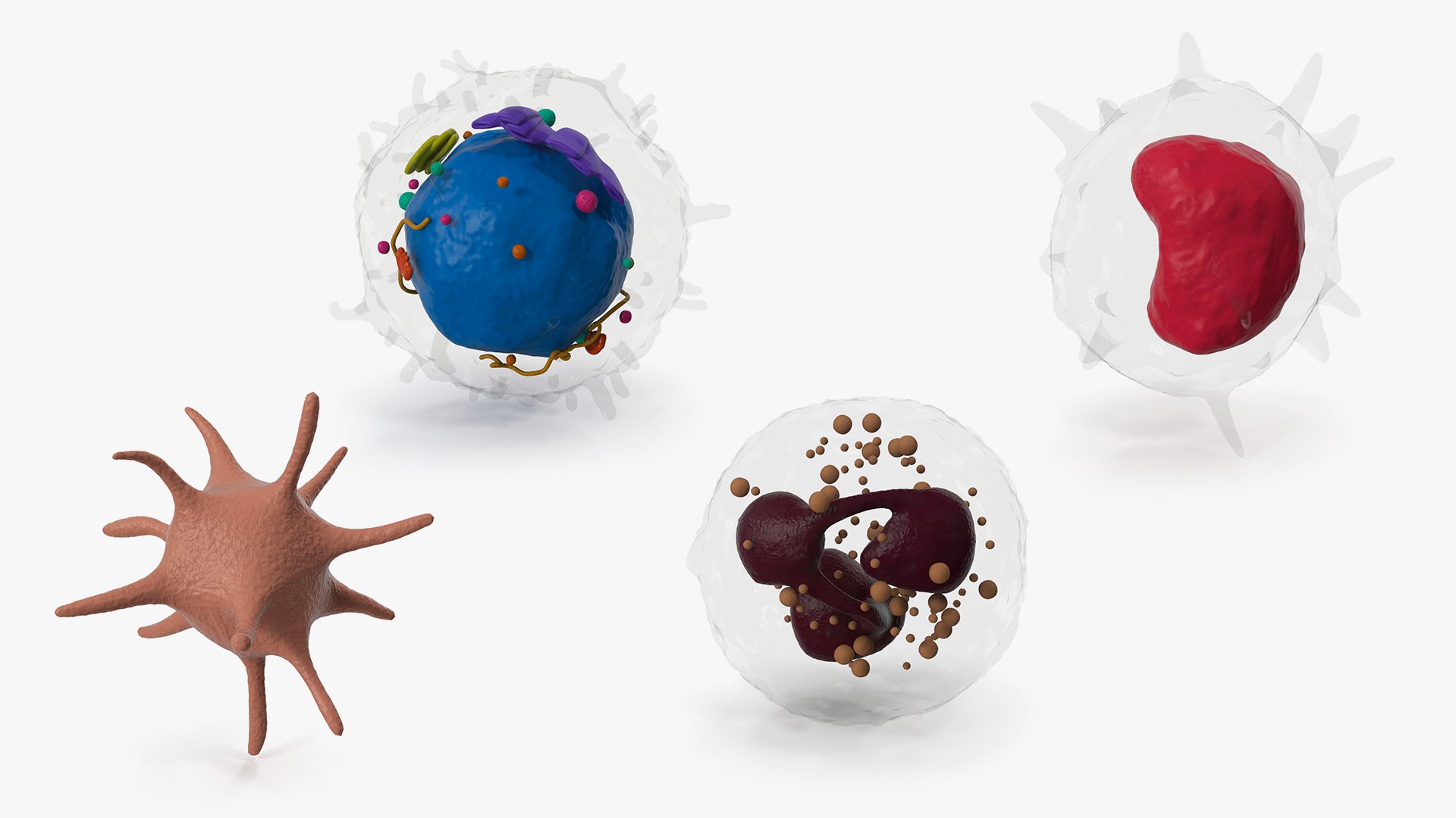3D Blood Cells Collection 2 - TurboSquid 2166861