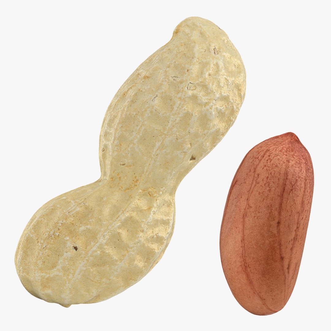 3D Peanut And Peanut Shell Collection 2 Model - TurboSquid 2313086