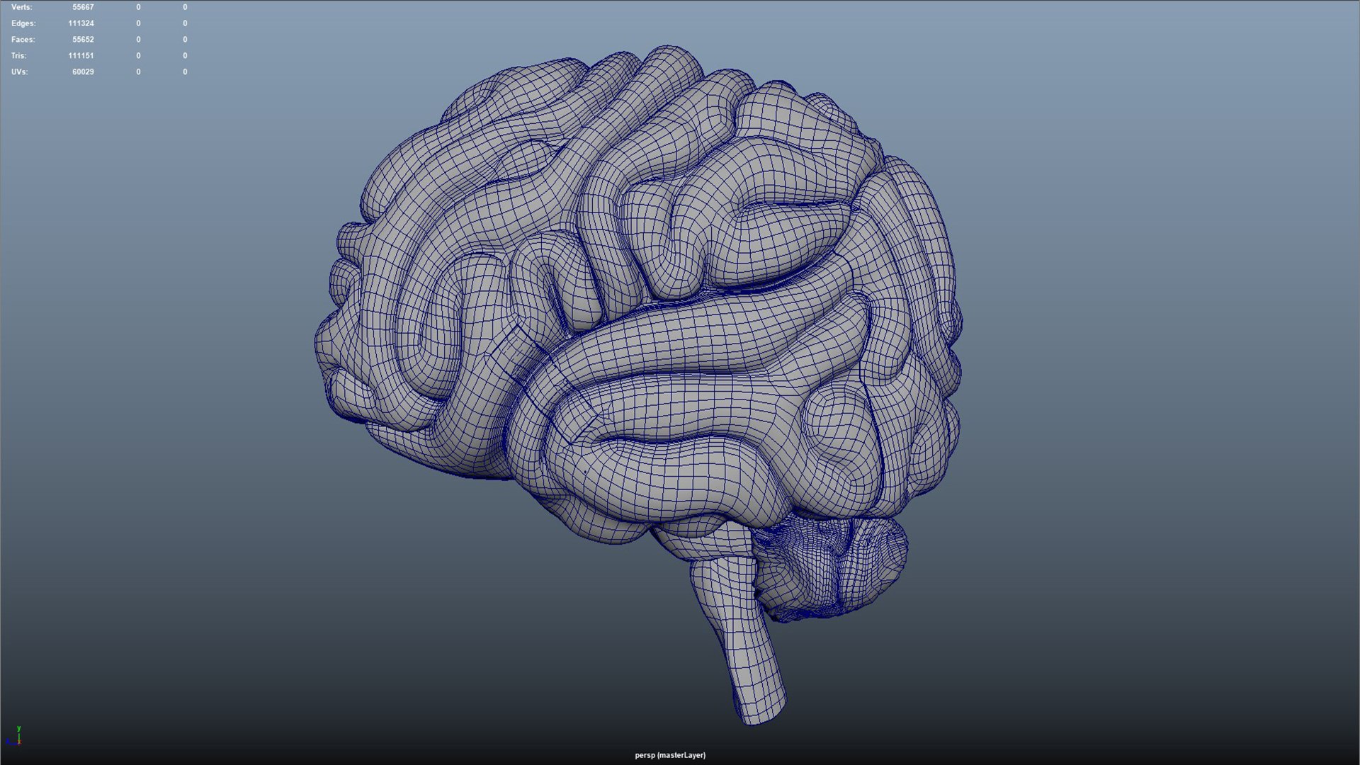 3D Gyri And Sulci Of The Brain - TurboSquid 2190131