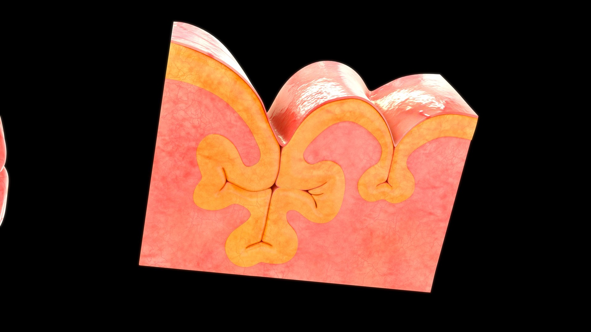 3D Gyri And Sulci Of The Brain - TurboSquid 2190131