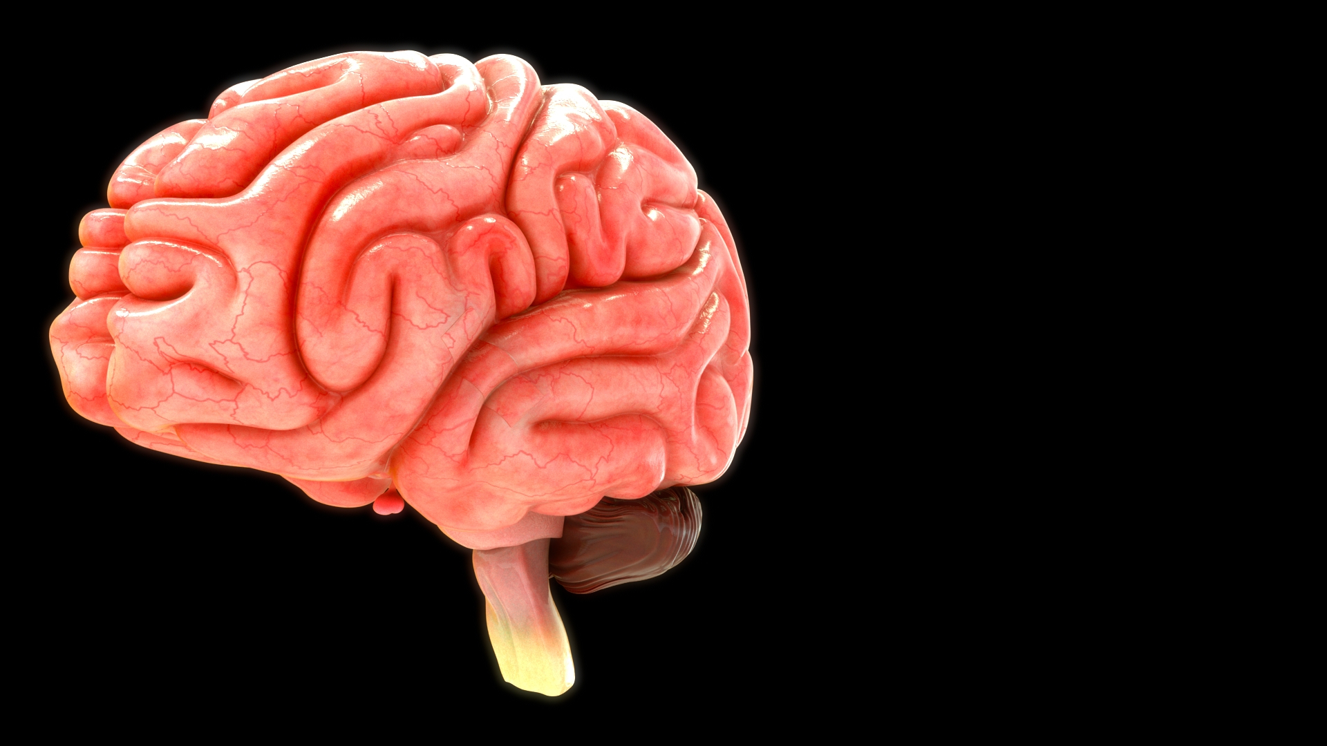 3D Gyri And Sulci Of The Brain - TurboSquid 2190131