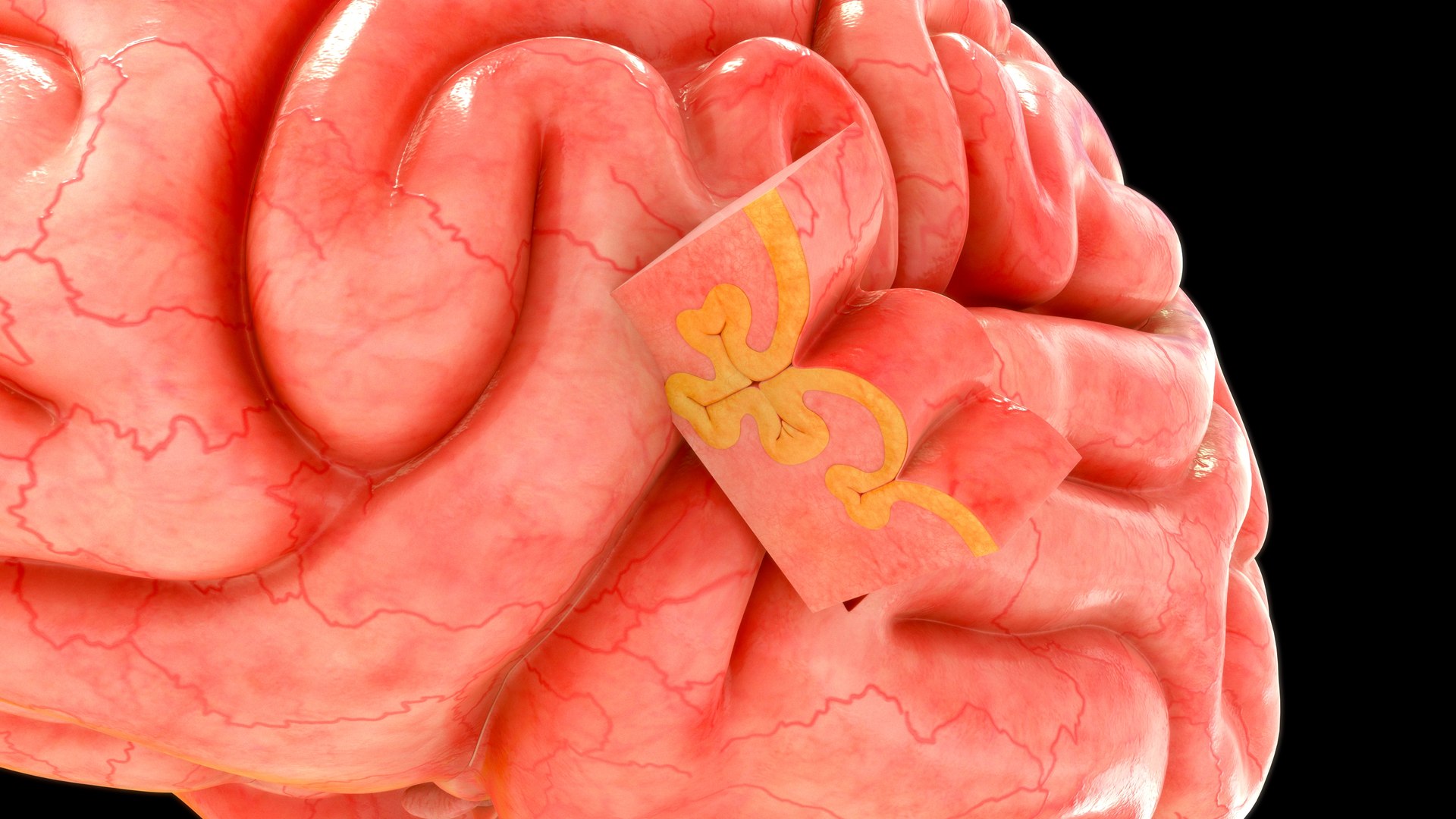 3D Gyri And Sulci Of The Brain - TurboSquid 2190131