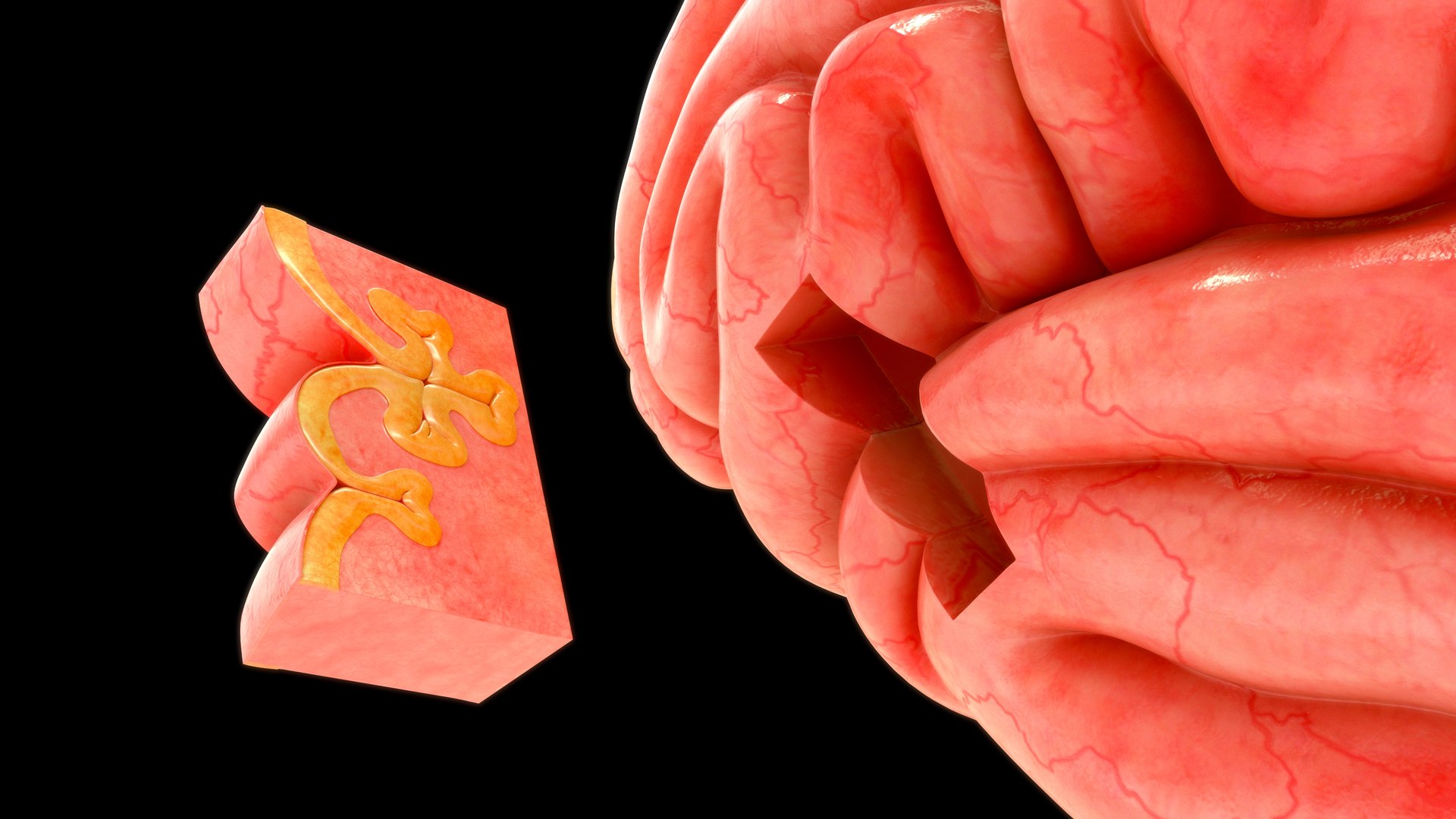 3D Gyri And Sulci Of The Brain - TurboSquid 2190131