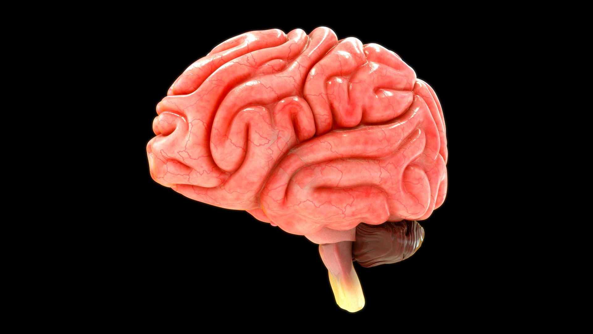 3D Gyri And Sulci Of The Brain - TurboSquid 2190131