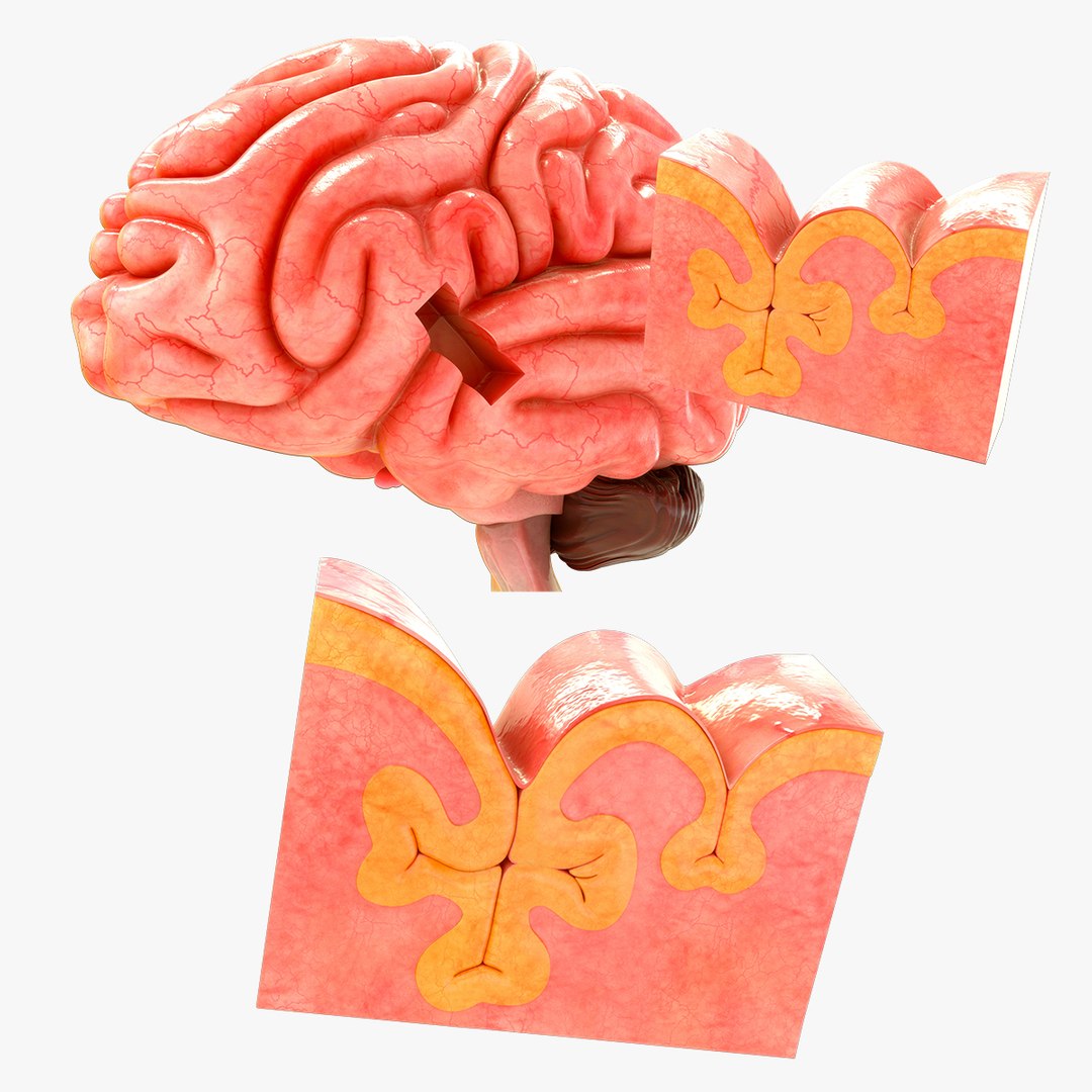 3D Gyri And Sulci Of The Brain - TurboSquid 2190131