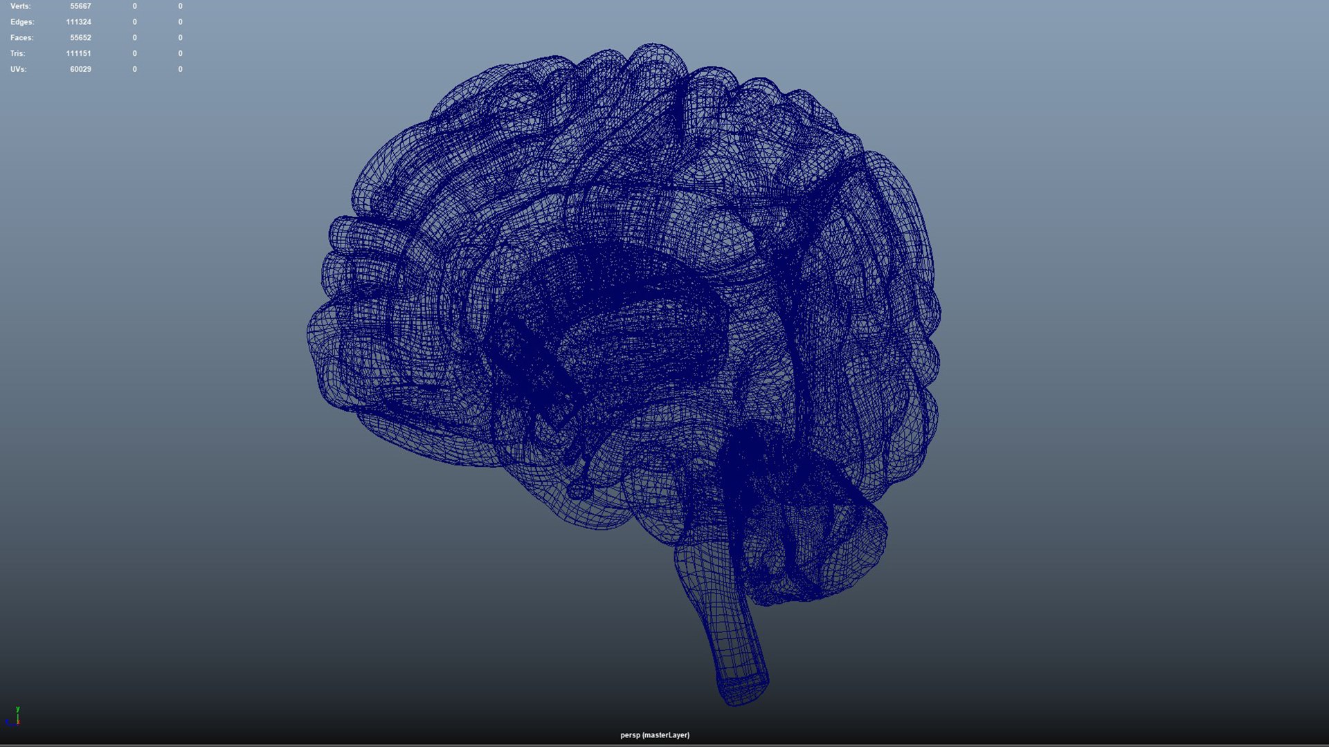 3D Gyri And Sulci Of The Brain - TurboSquid 2190131