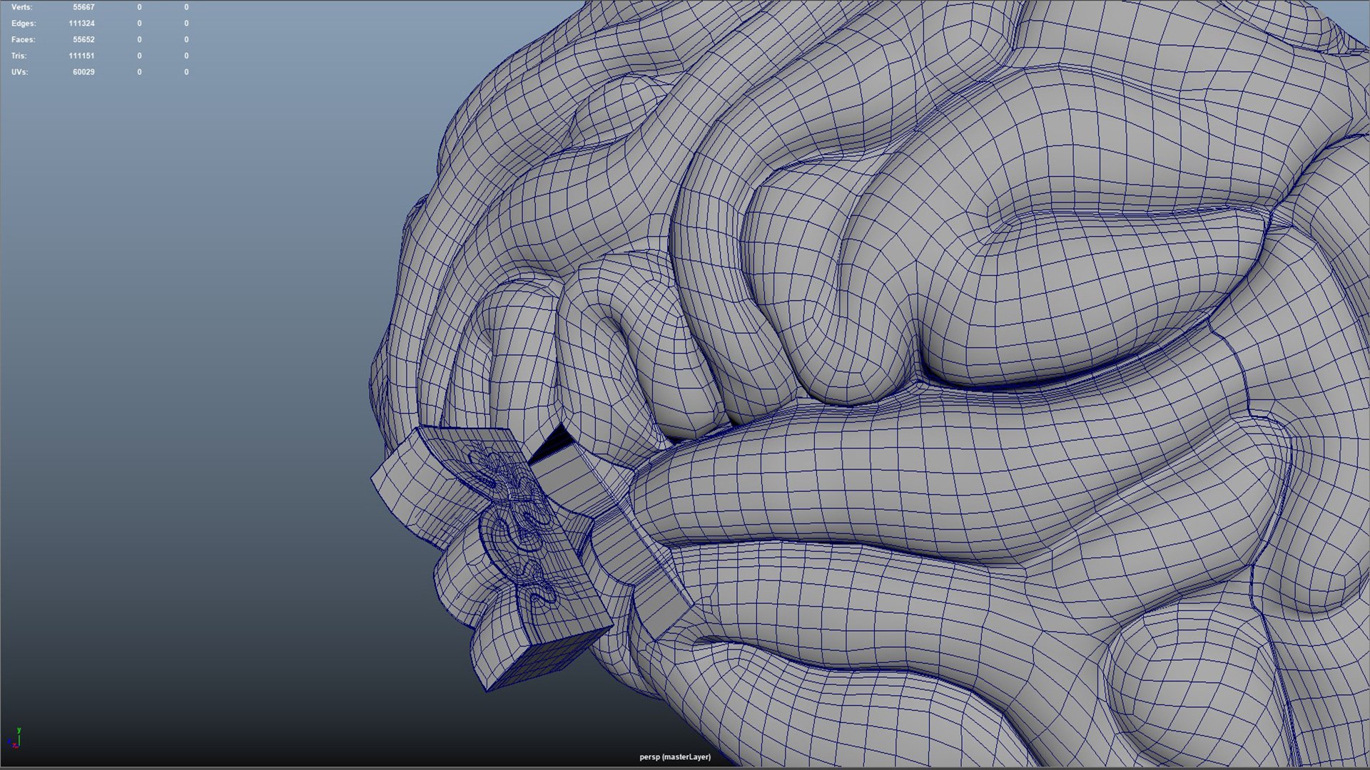 3D Gyri And Sulci Of The Brain - TurboSquid 2190131