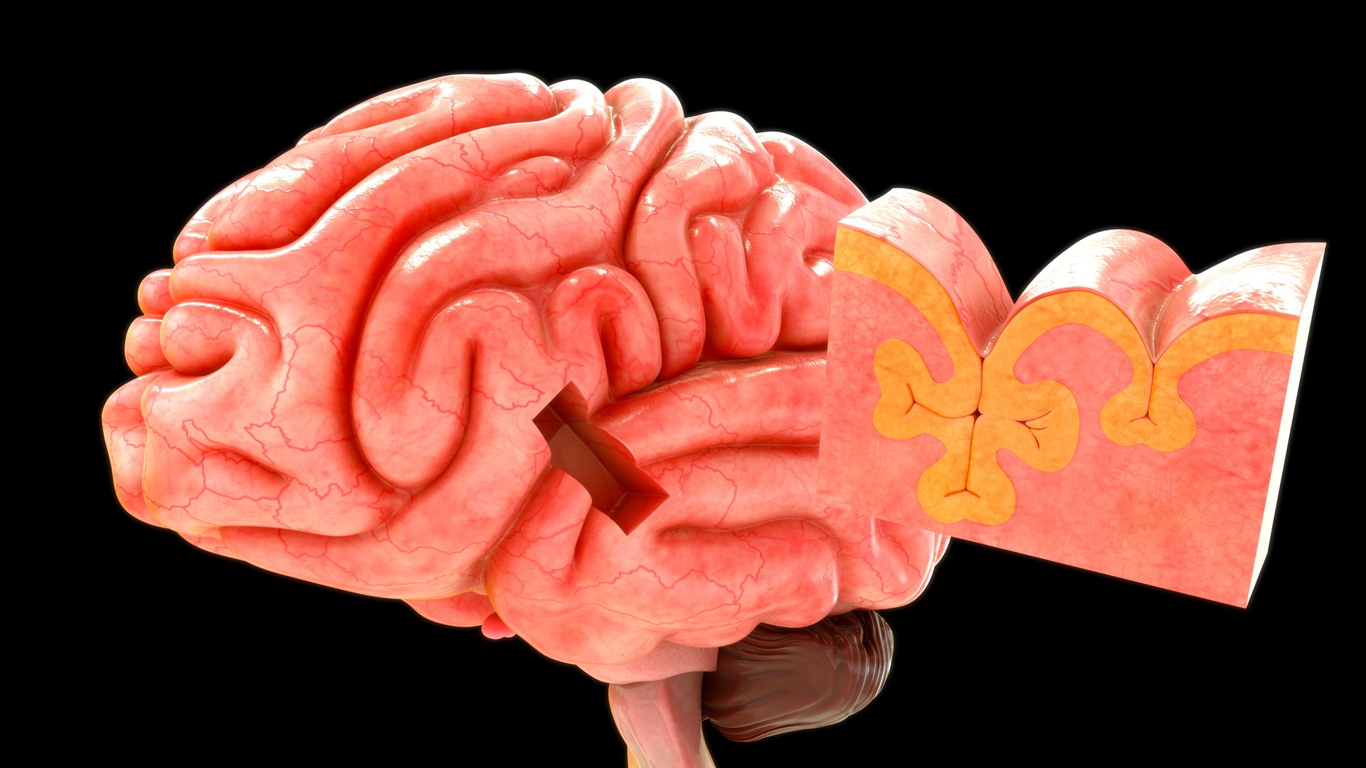 3D Gyri And Sulci Of The Brain - TurboSquid 2190131