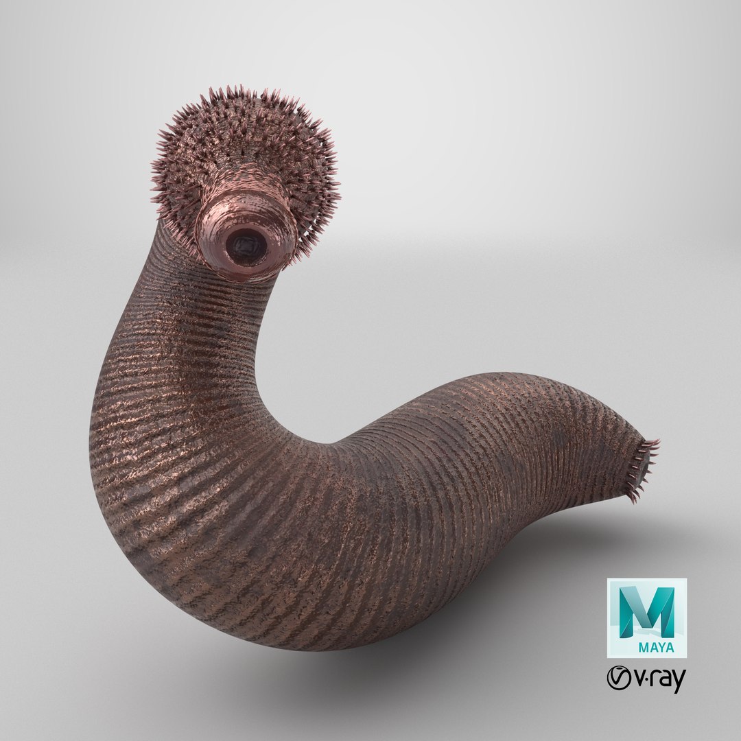 Ottoia Relict Marine Worm Fossil Model - TurboSquid 2179994