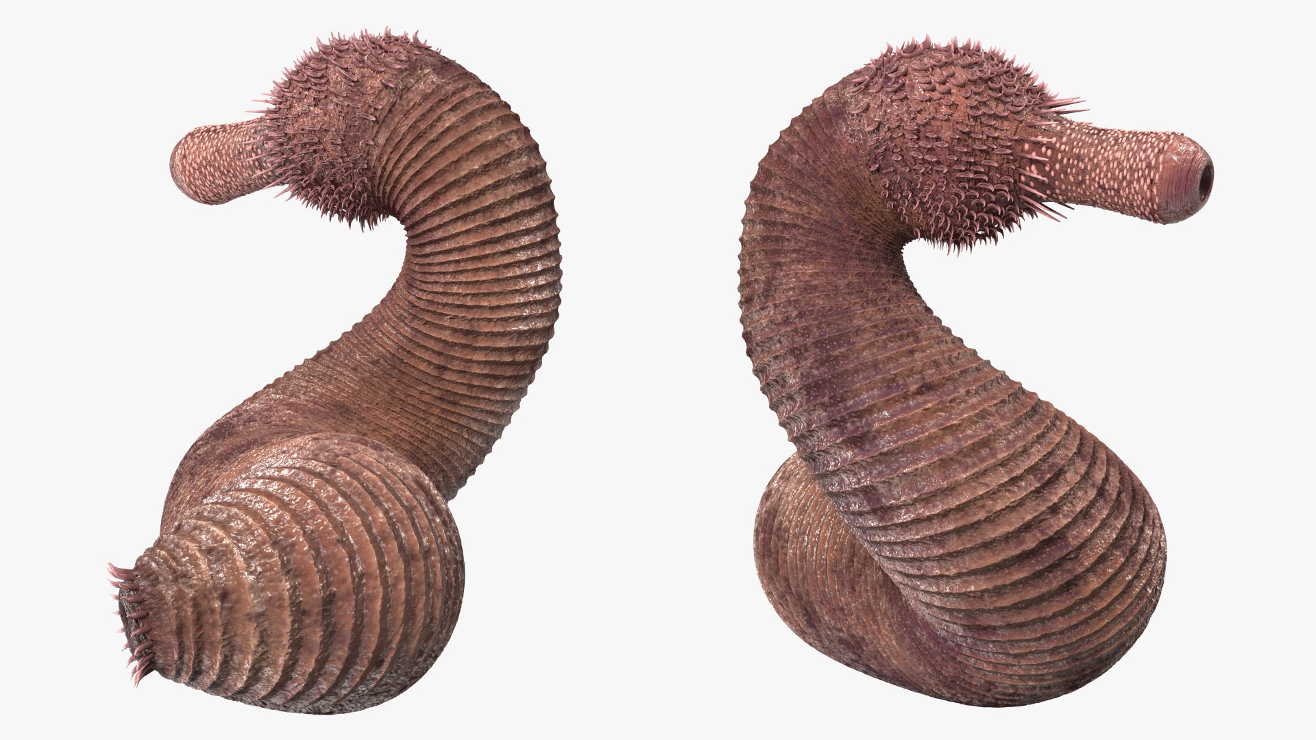 Ottoia Relict Marine Worm Fossil Model - TurboSquid 2179994