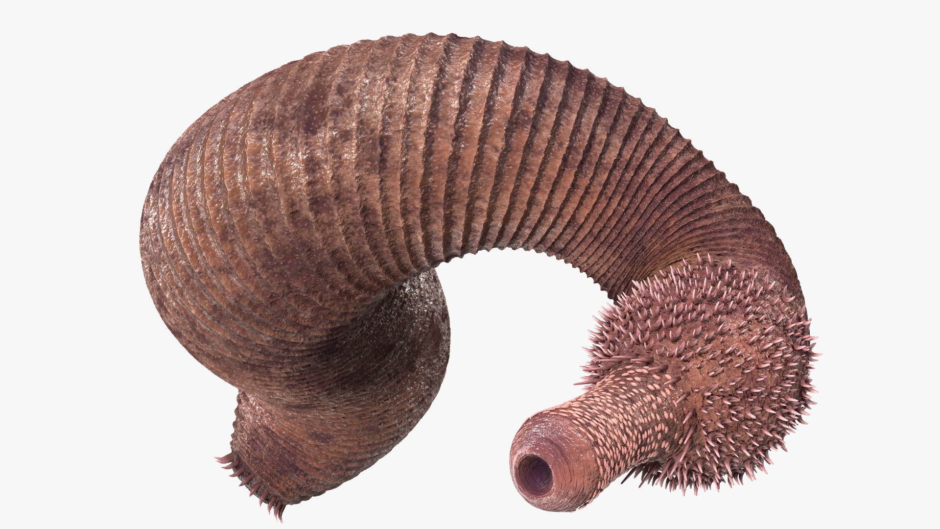 Ottoia Relict Marine Worm Fossil Model - TurboSquid 2179994