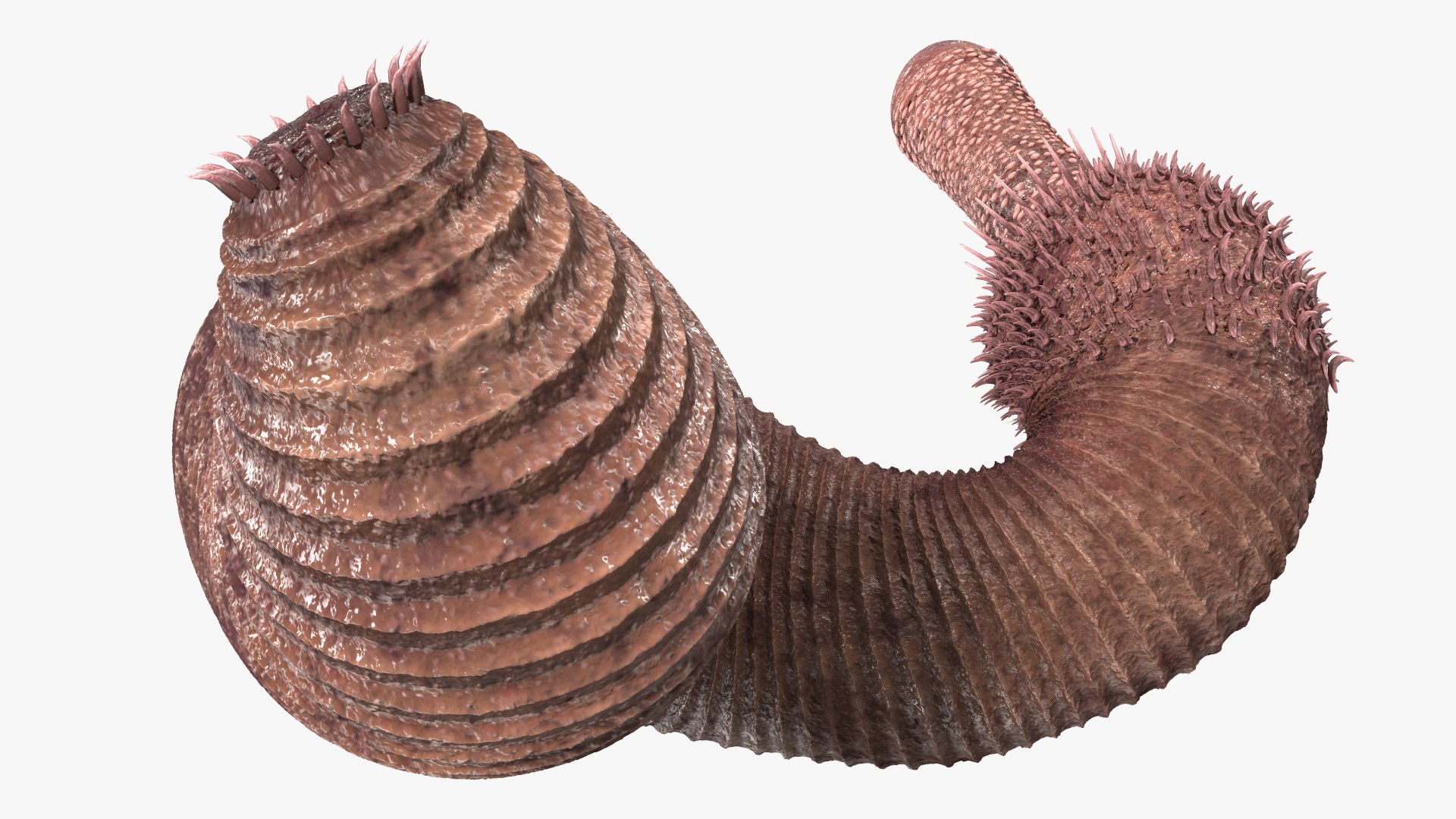 Ottoia Relict Marine Worm Fossil Model - TurboSquid 2179994
