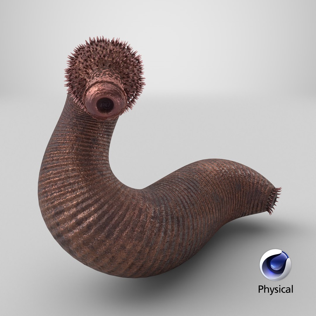 Ottoia Relict Marine Worm Fossil Model - TurboSquid 2179994