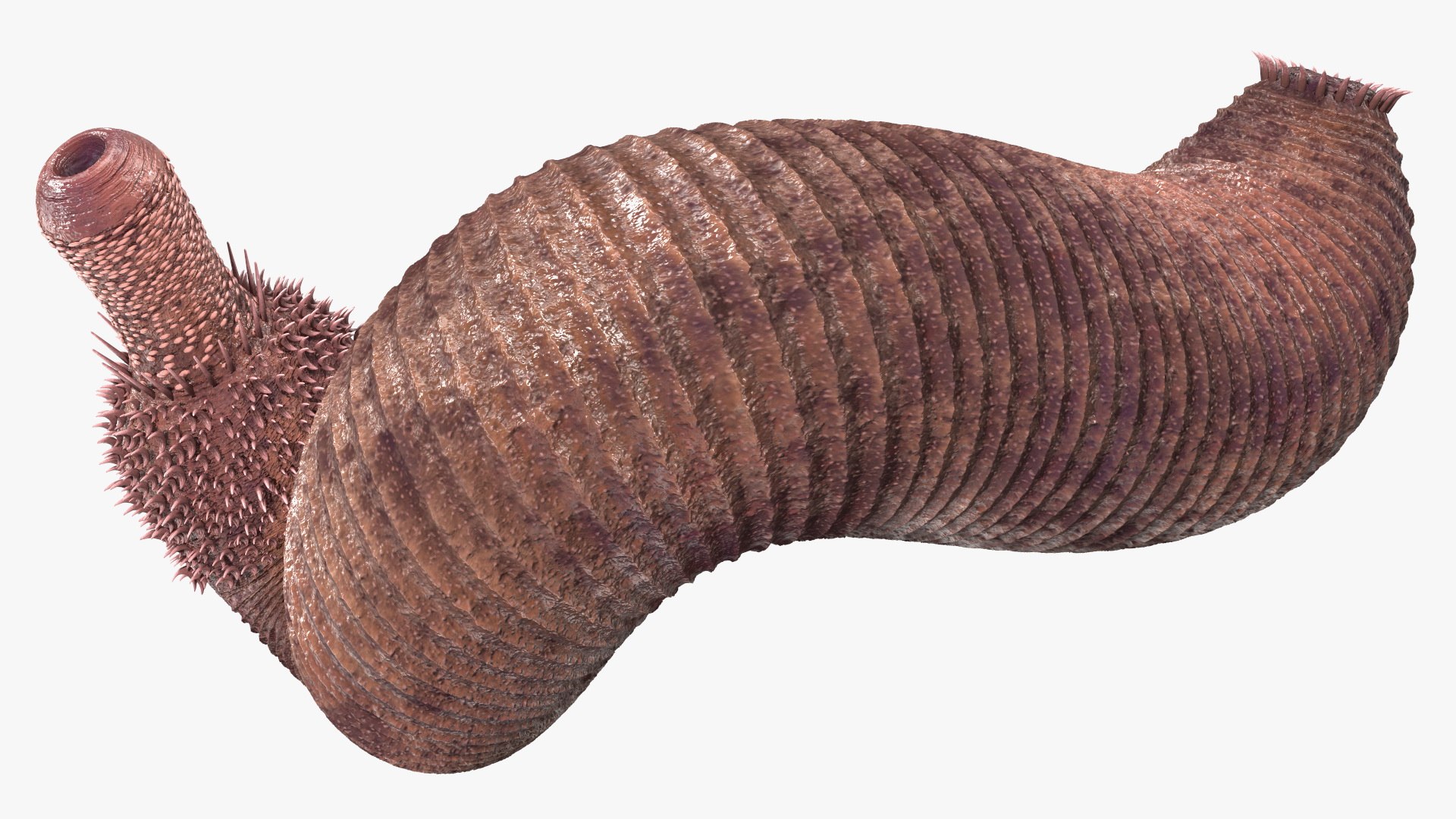 Ottoia Relict Marine Worm Fossil Model - TurboSquid 2179994