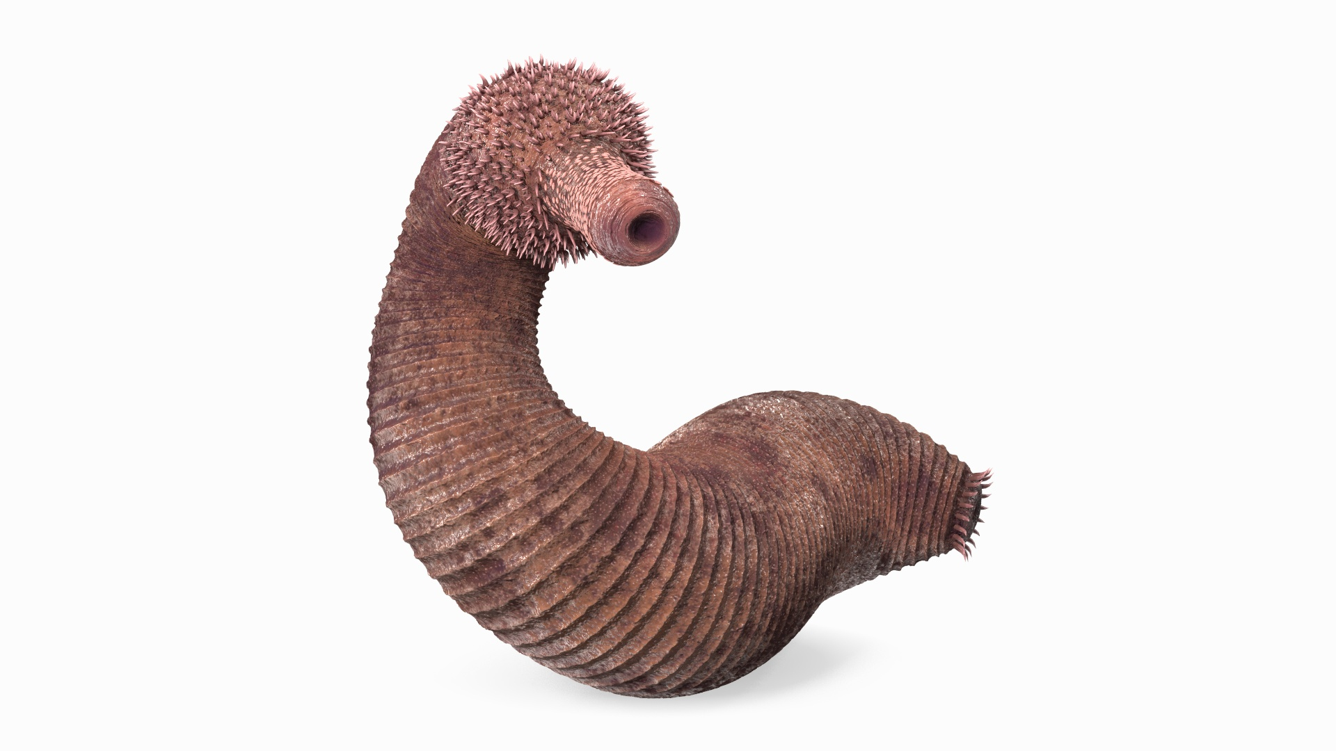 Ottoia Relict Marine Worm Fossil Model - TurboSquid 2179994