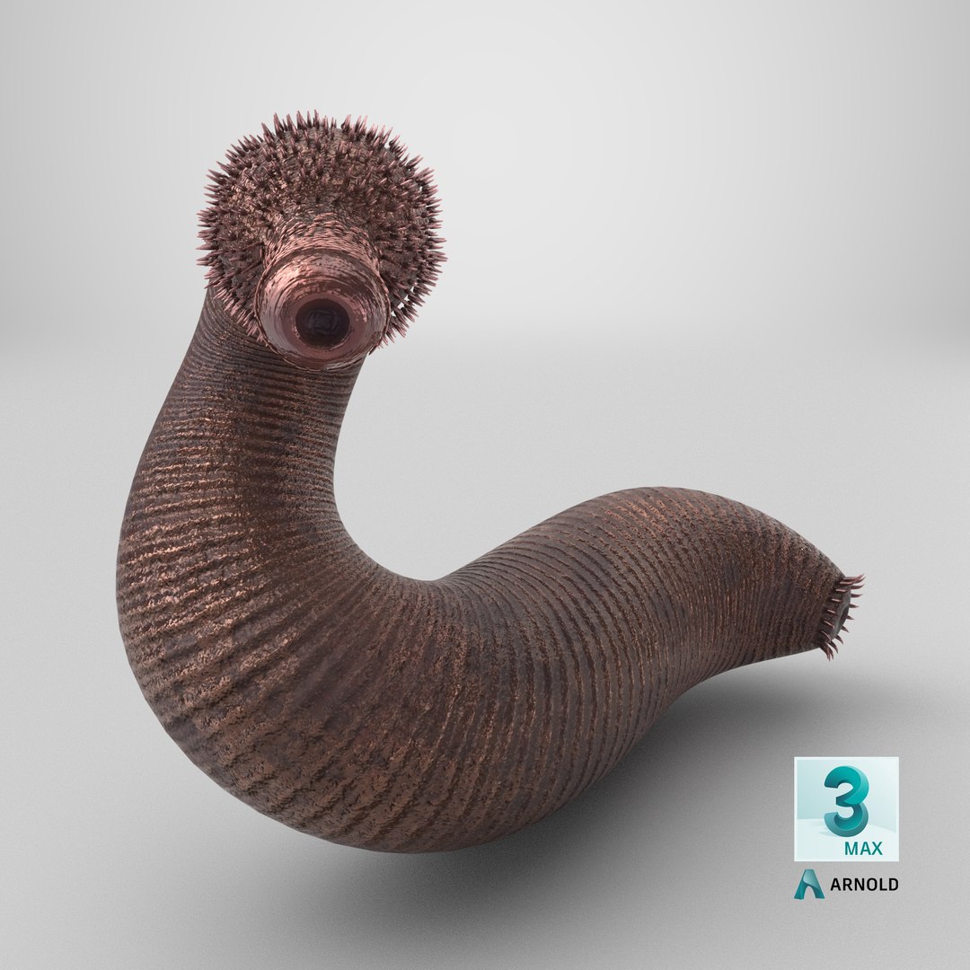 Ottoia Relict Marine Worm Fossil Model - TurboSquid 2179994