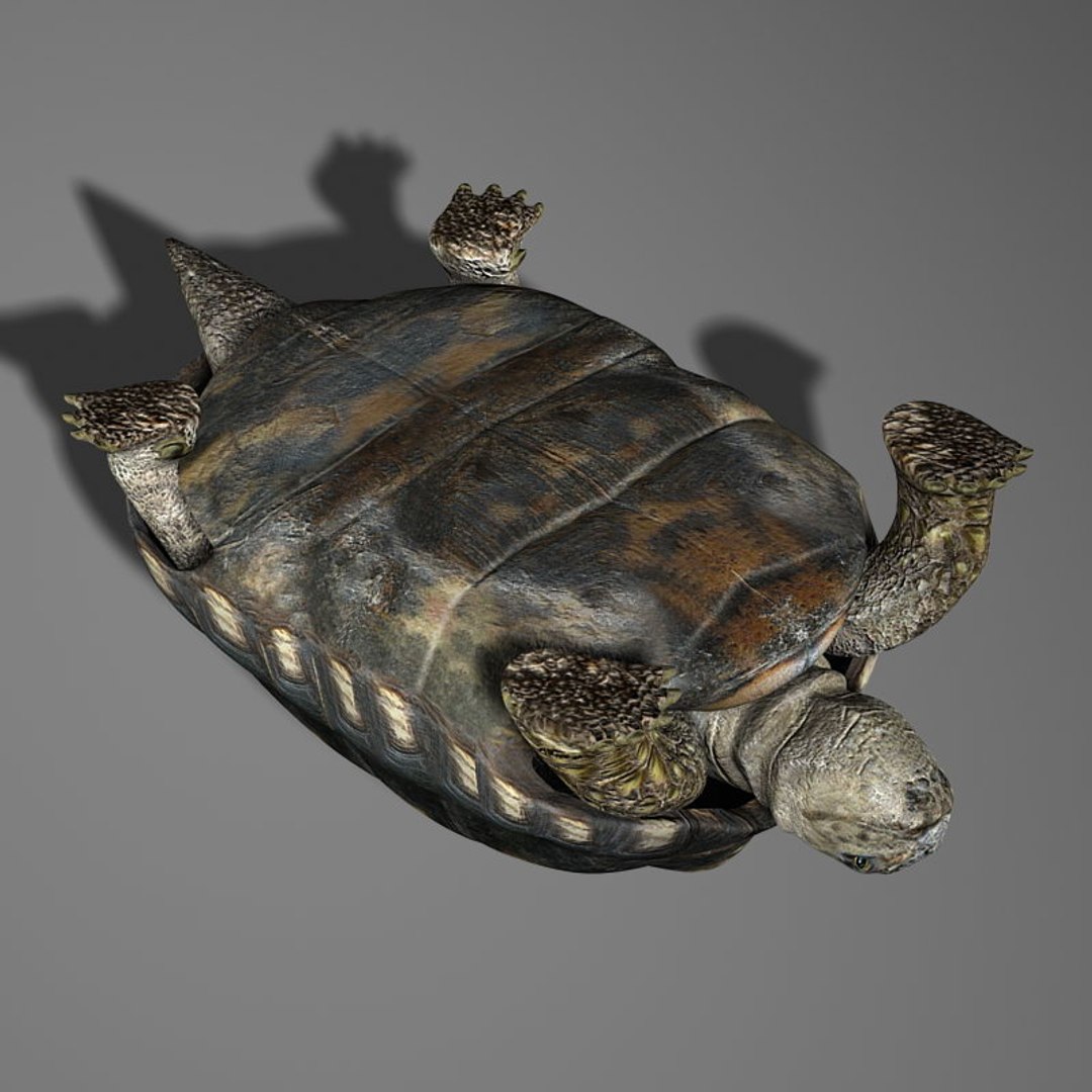 Turtle Reptile 3d Model