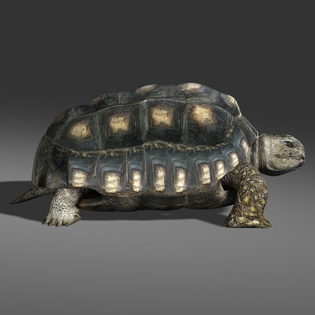 Turtle Reptile 3d Model
