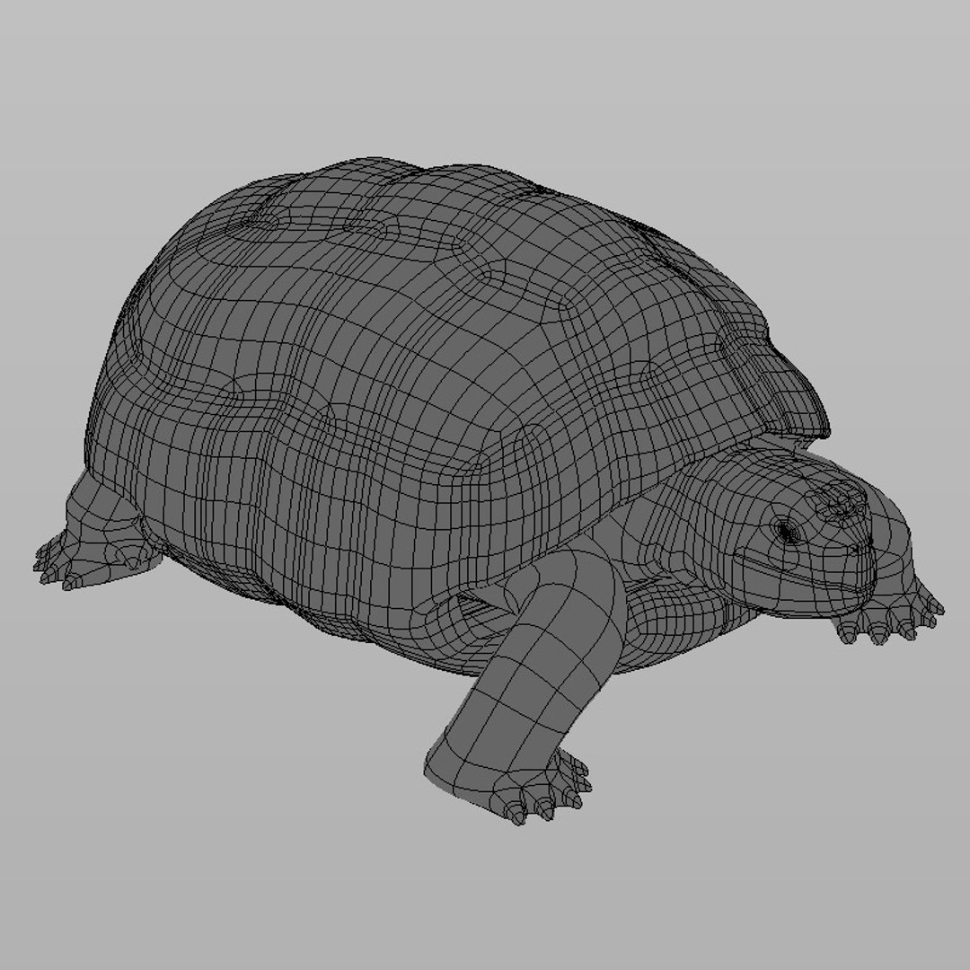 Turtle Reptile 3d Model