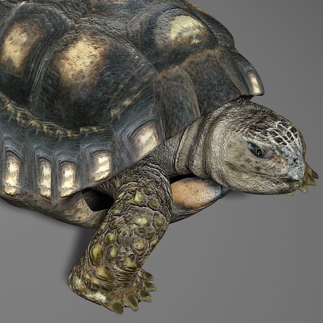 Turtle Reptile 3d Model