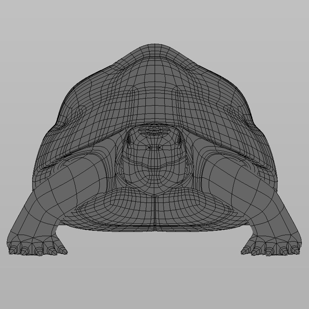 Turtle Reptile 3d Model