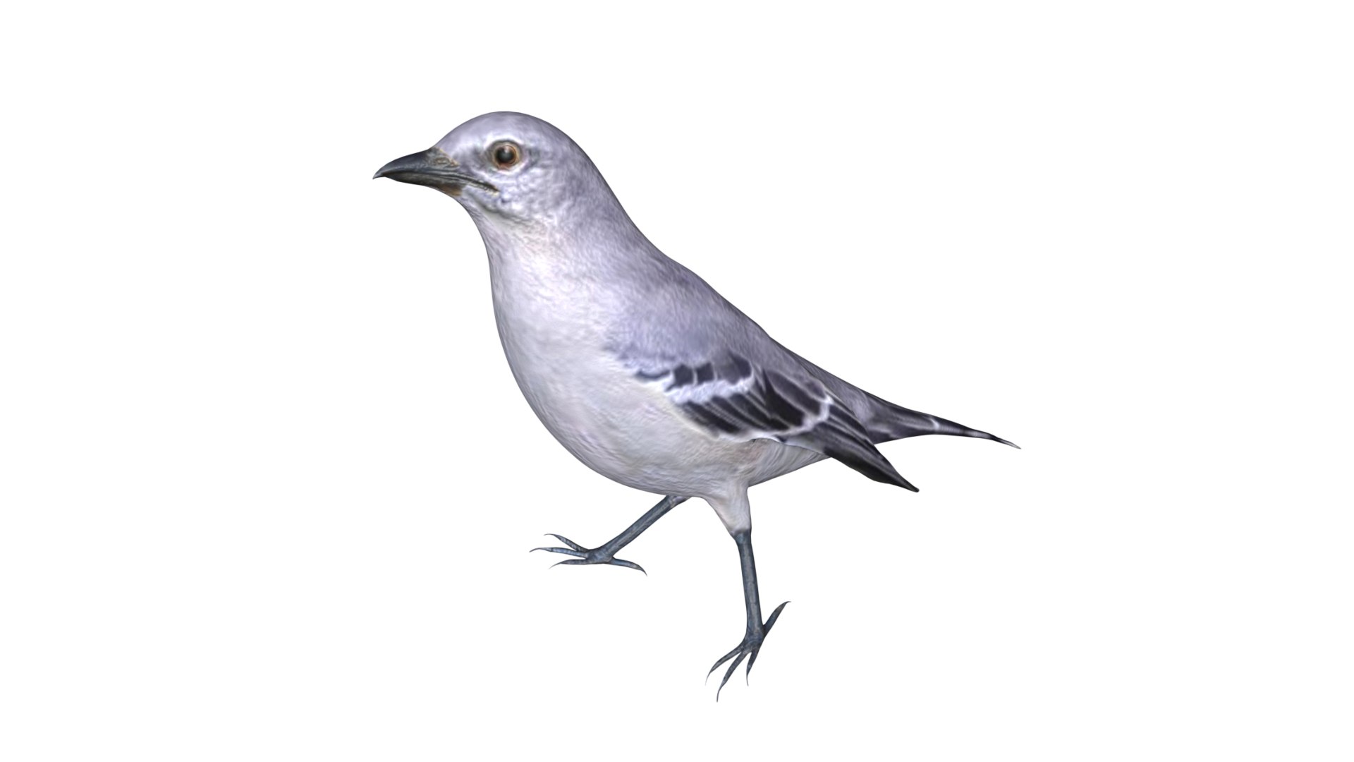 Fully Rigged low poly Mocking bird 3D model - TurboSquid 1760554