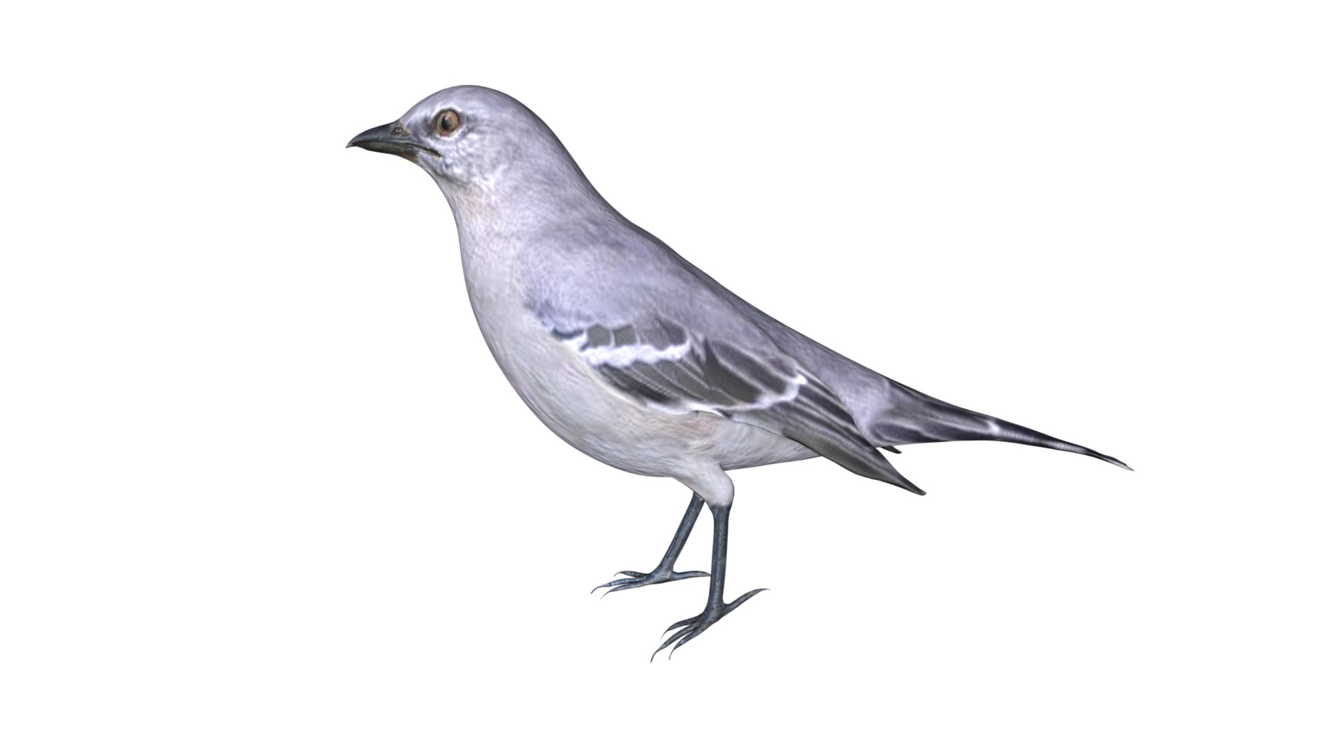 Fully Rigged low poly Mocking bird 3D model - TurboSquid 1760554