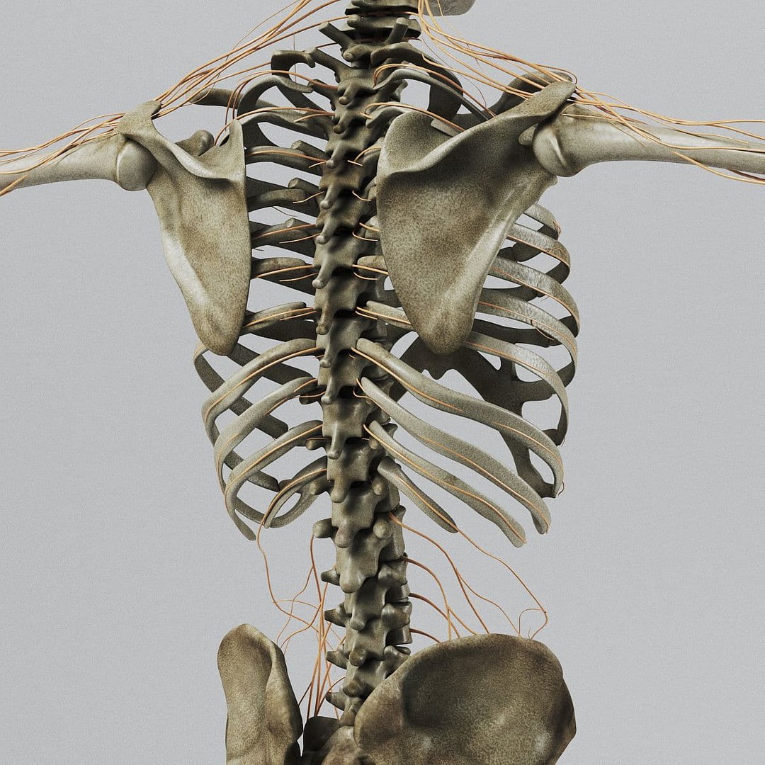 human nervous skeleton skull 3d model