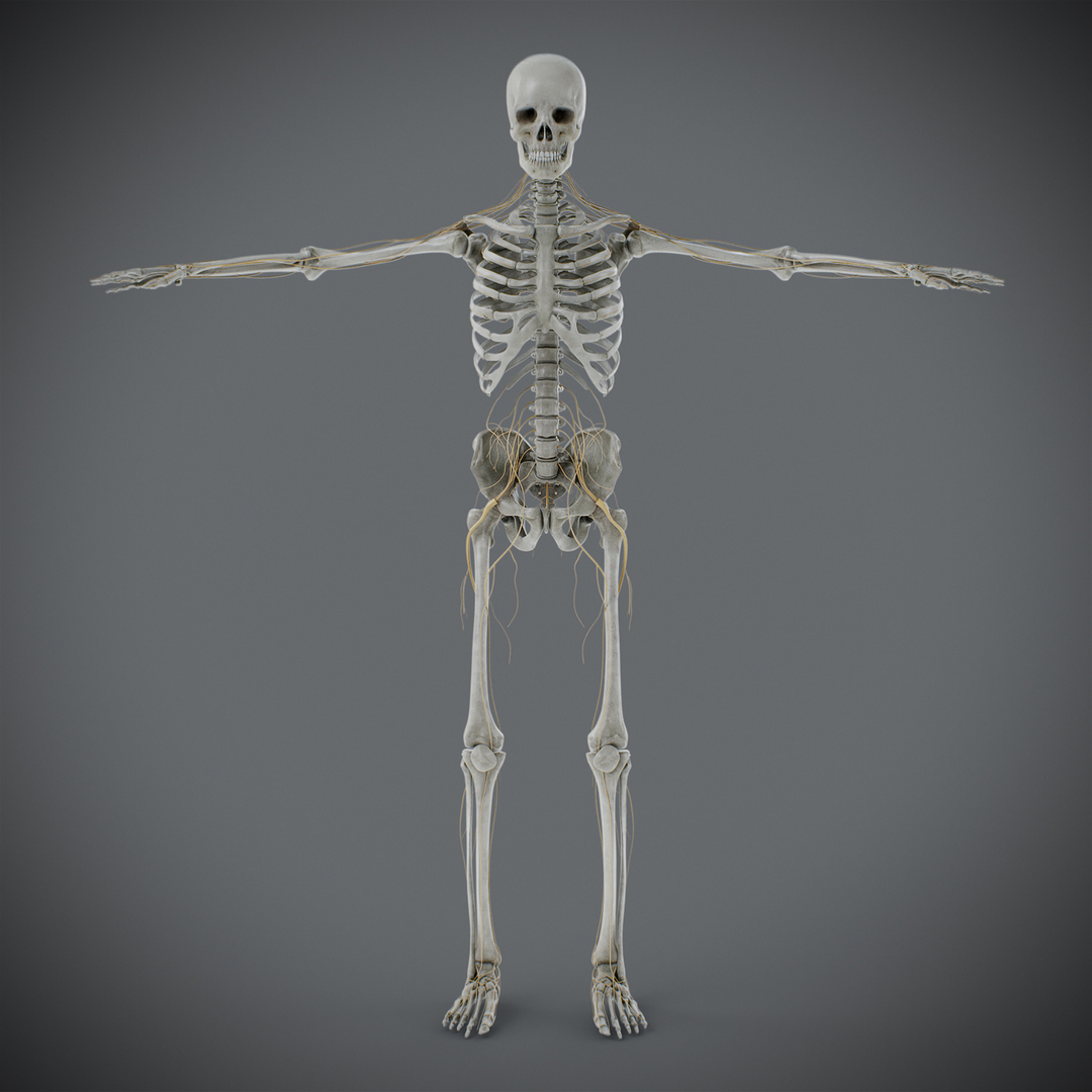 Human Nervous Skeleton Skull 3d Model