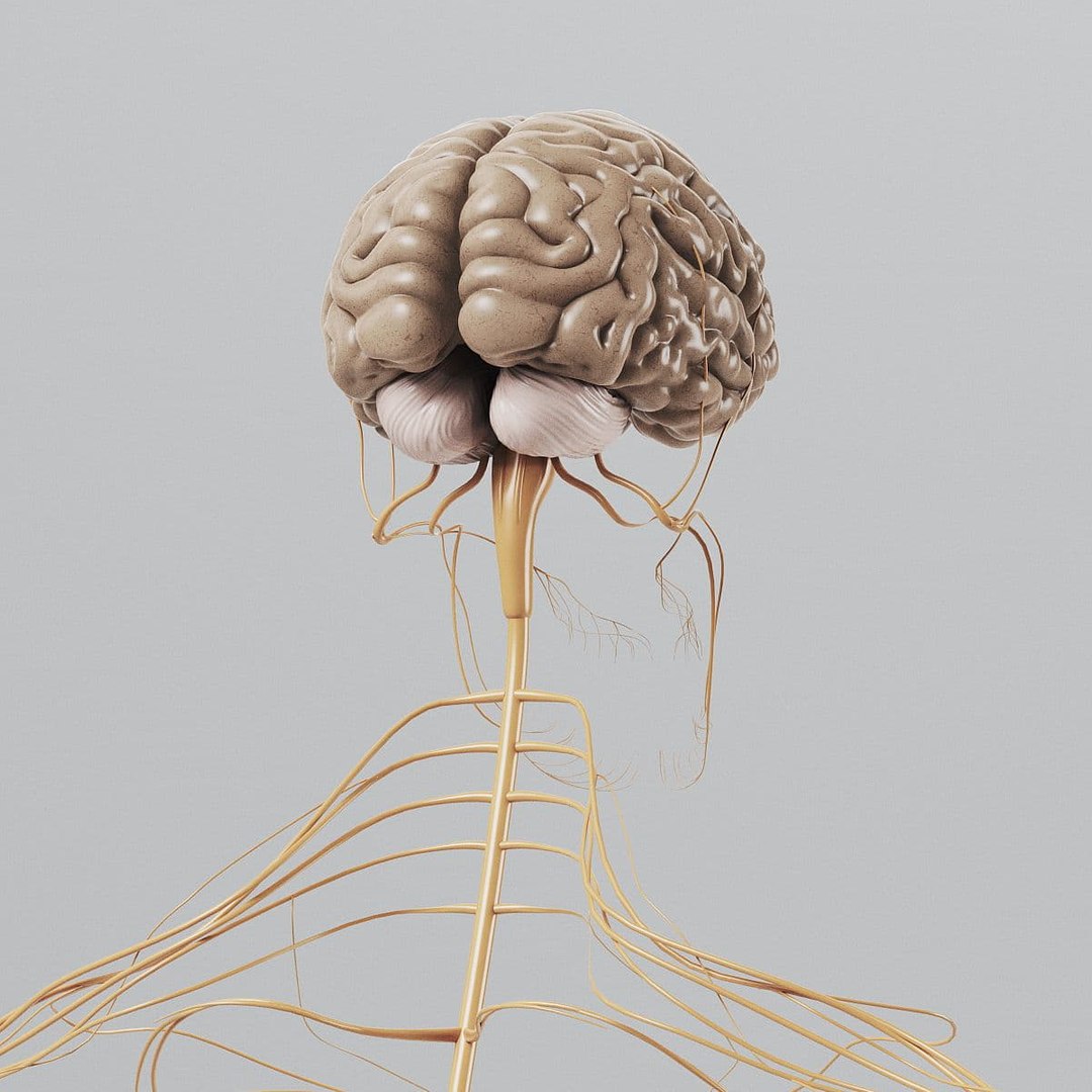 human nervous skeleton skull 3d model