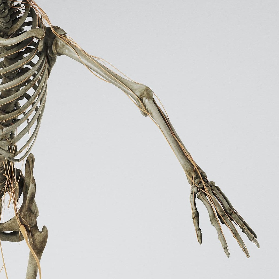 human nervous skeleton skull 3d model