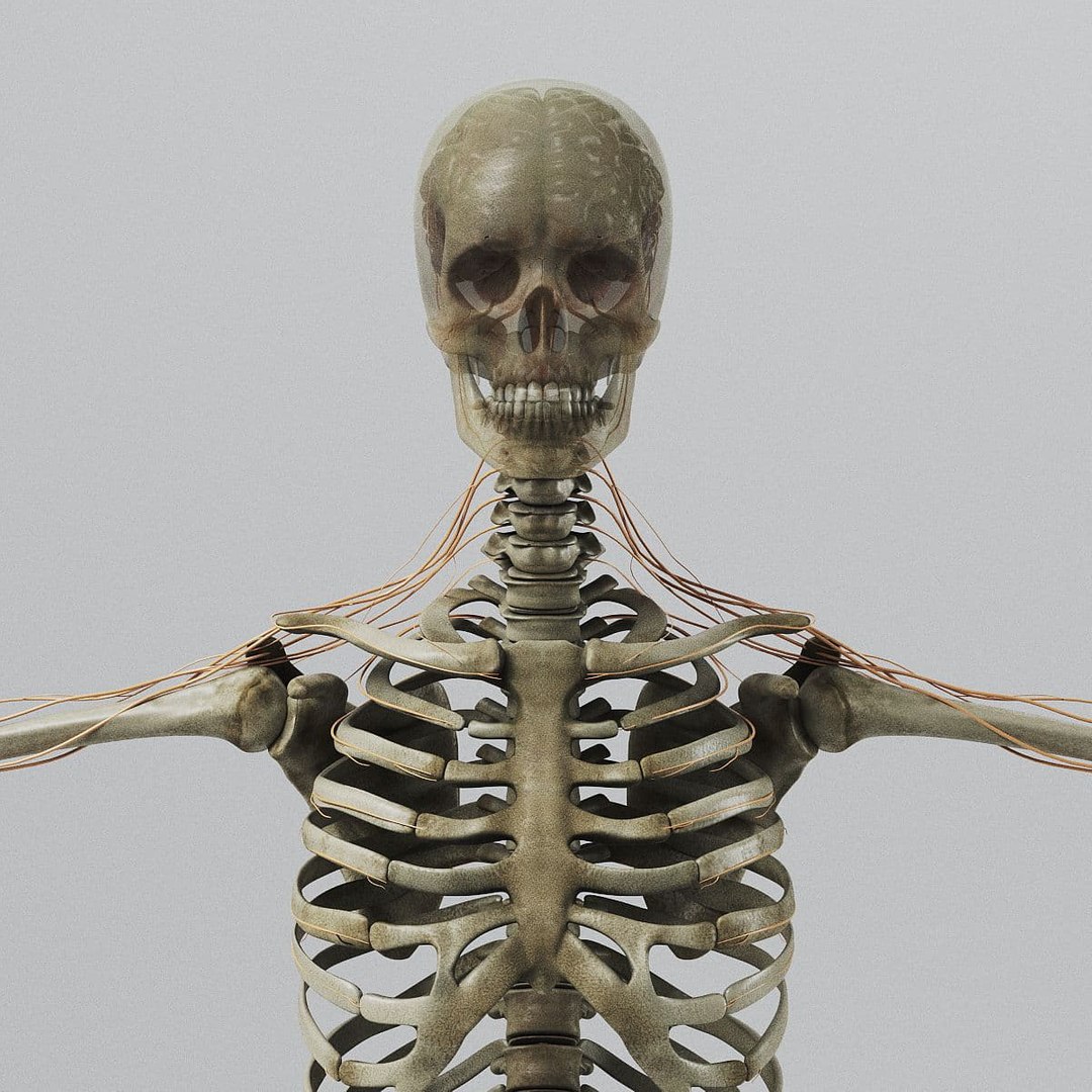 human nervous skeleton skull 3d model