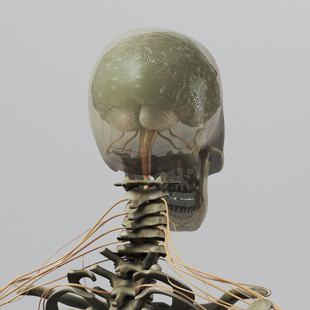 human nervous skeleton skull 3d model