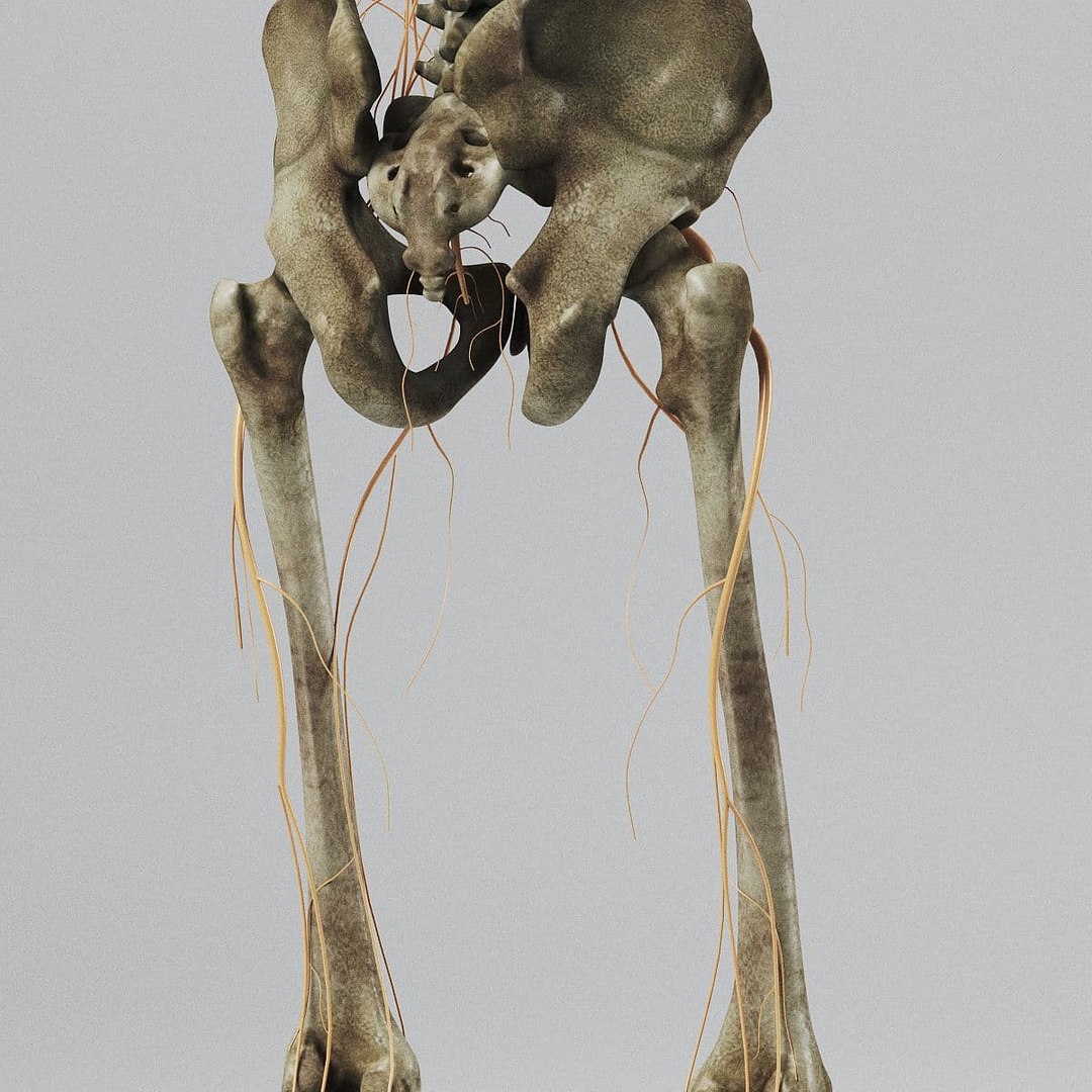 human nervous skeleton skull 3d model