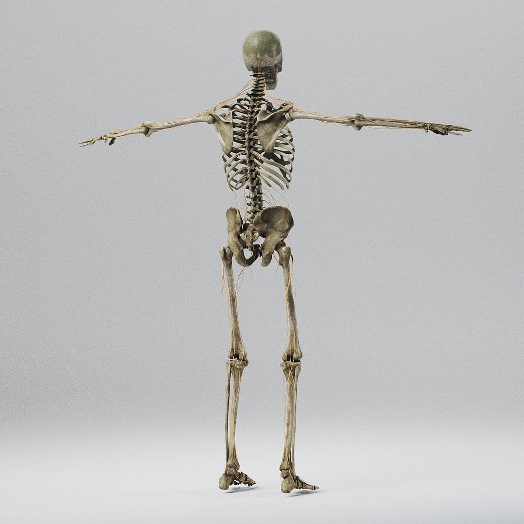 human nervous skeleton skull 3d model