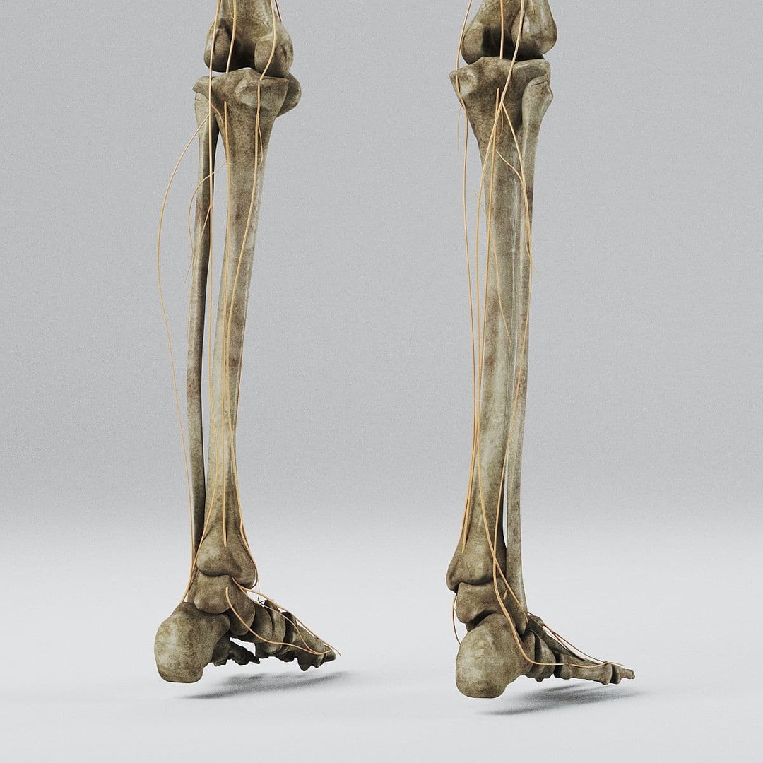 human nervous skeleton skull 3d model