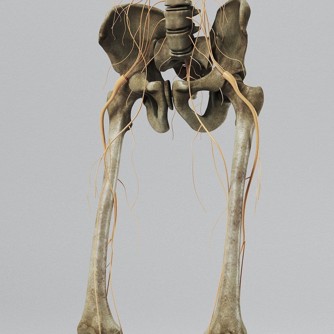 human nervous skeleton skull 3d model