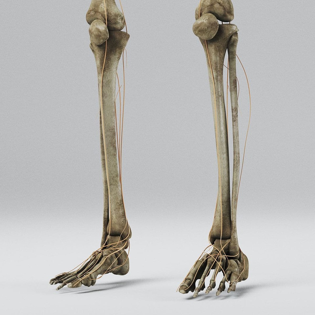 human nervous skeleton skull 3d model