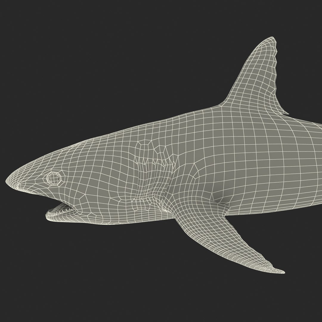 3d Caribbean Reef Shark Pose Model