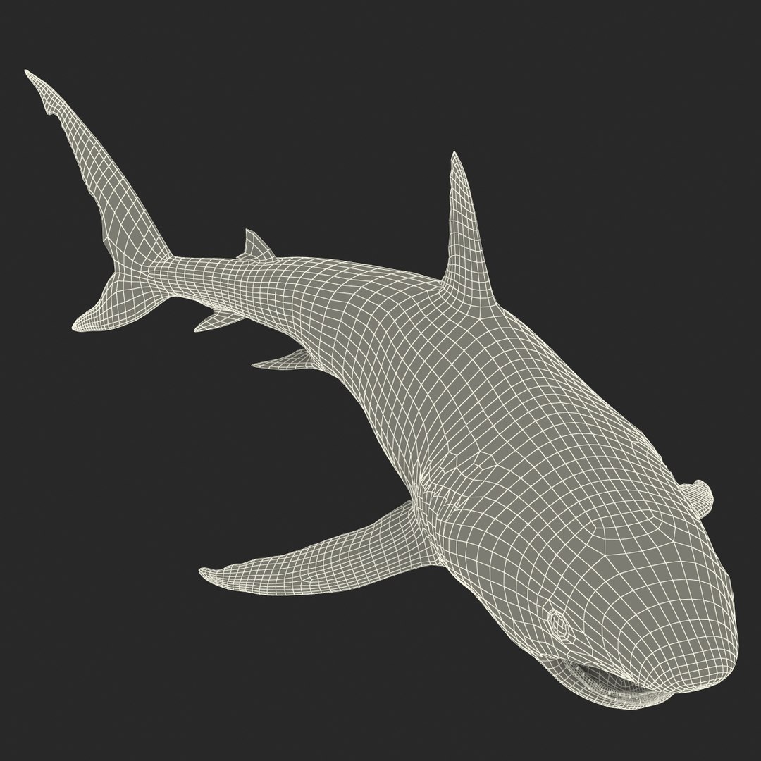 3d Caribbean Reef Shark Pose Model