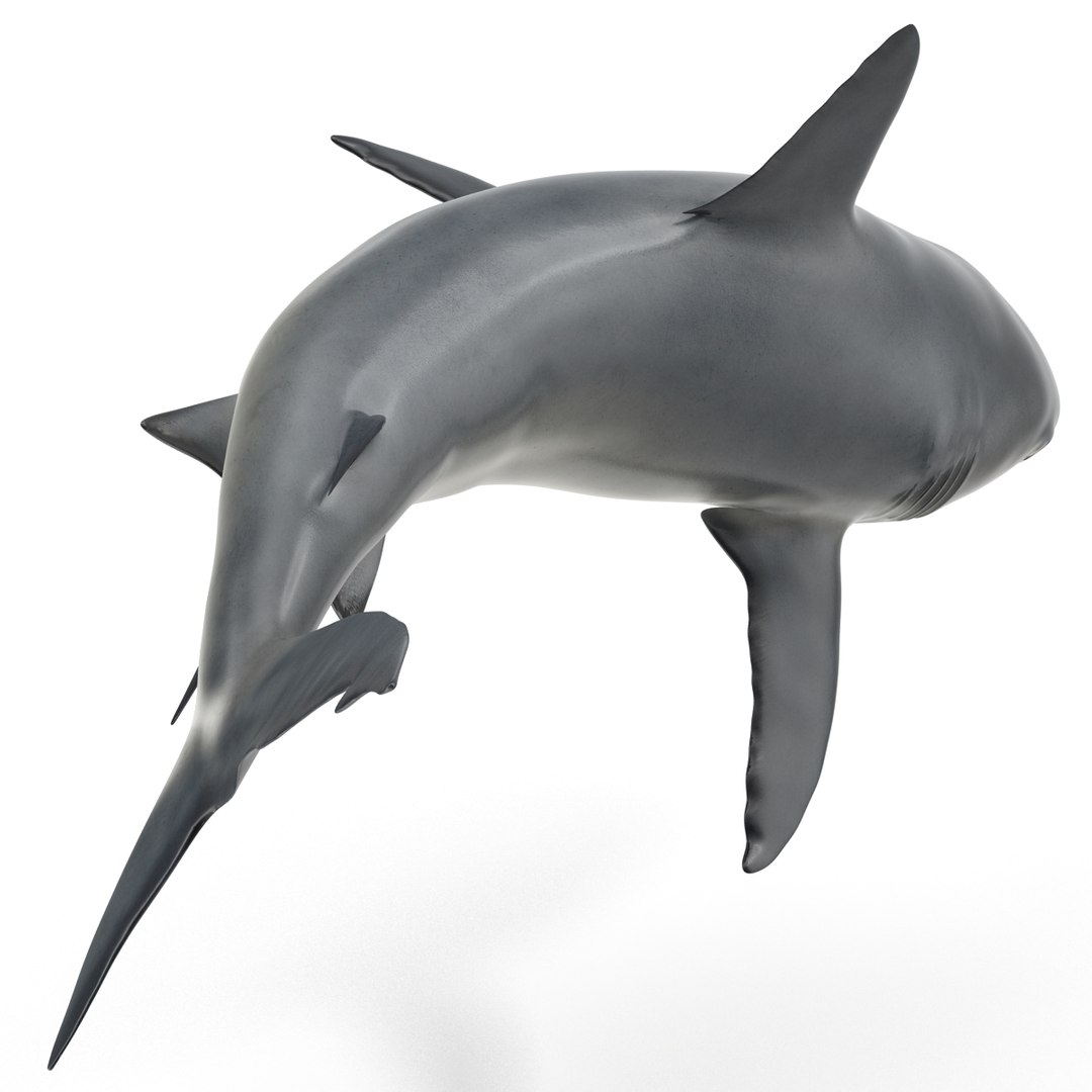 3d Caribbean Reef Shark Pose Model