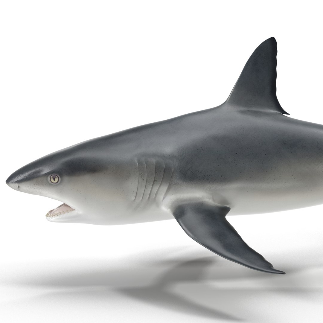 3d Caribbean Reef Shark Pose Model