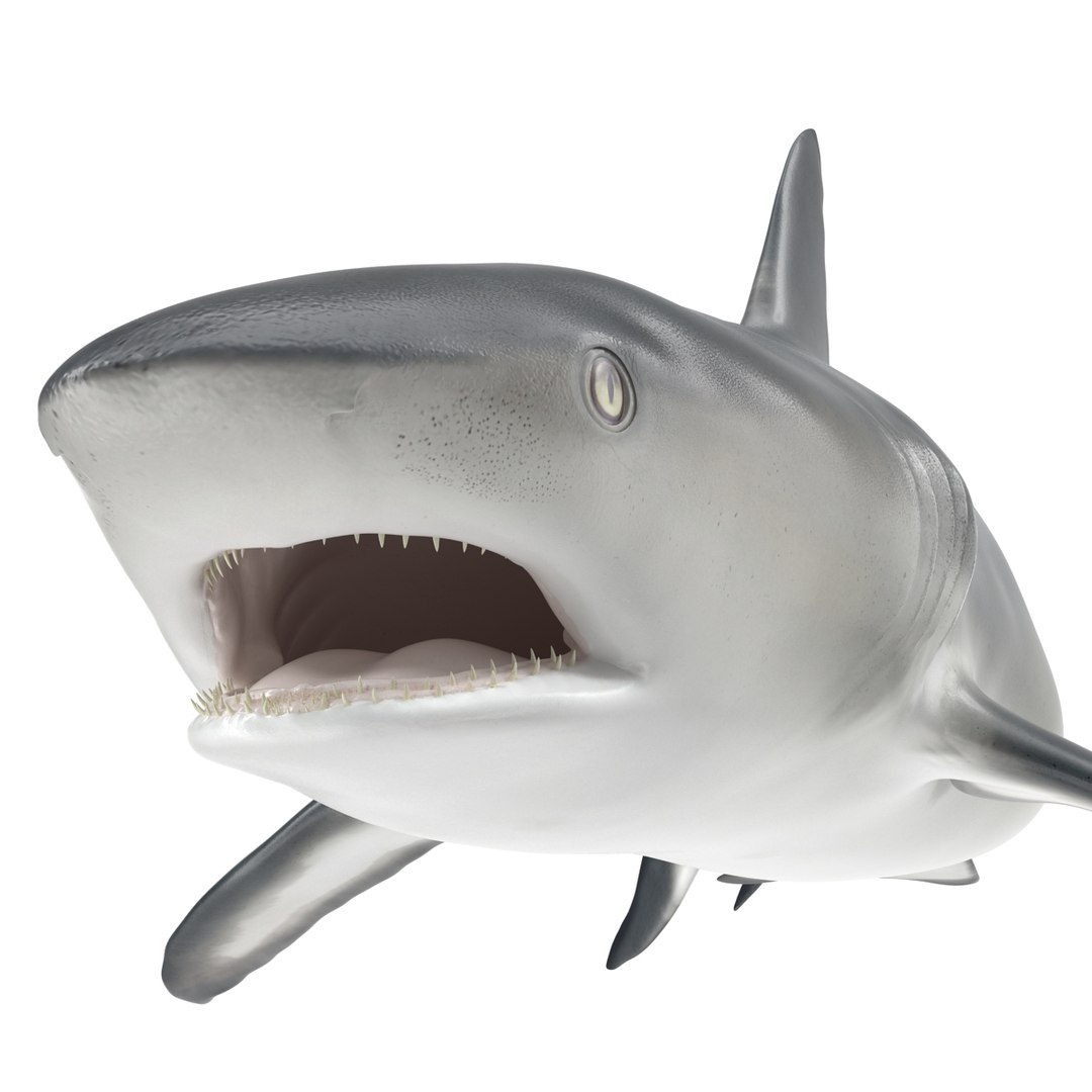 3d Caribbean Reef Shark Pose Model
