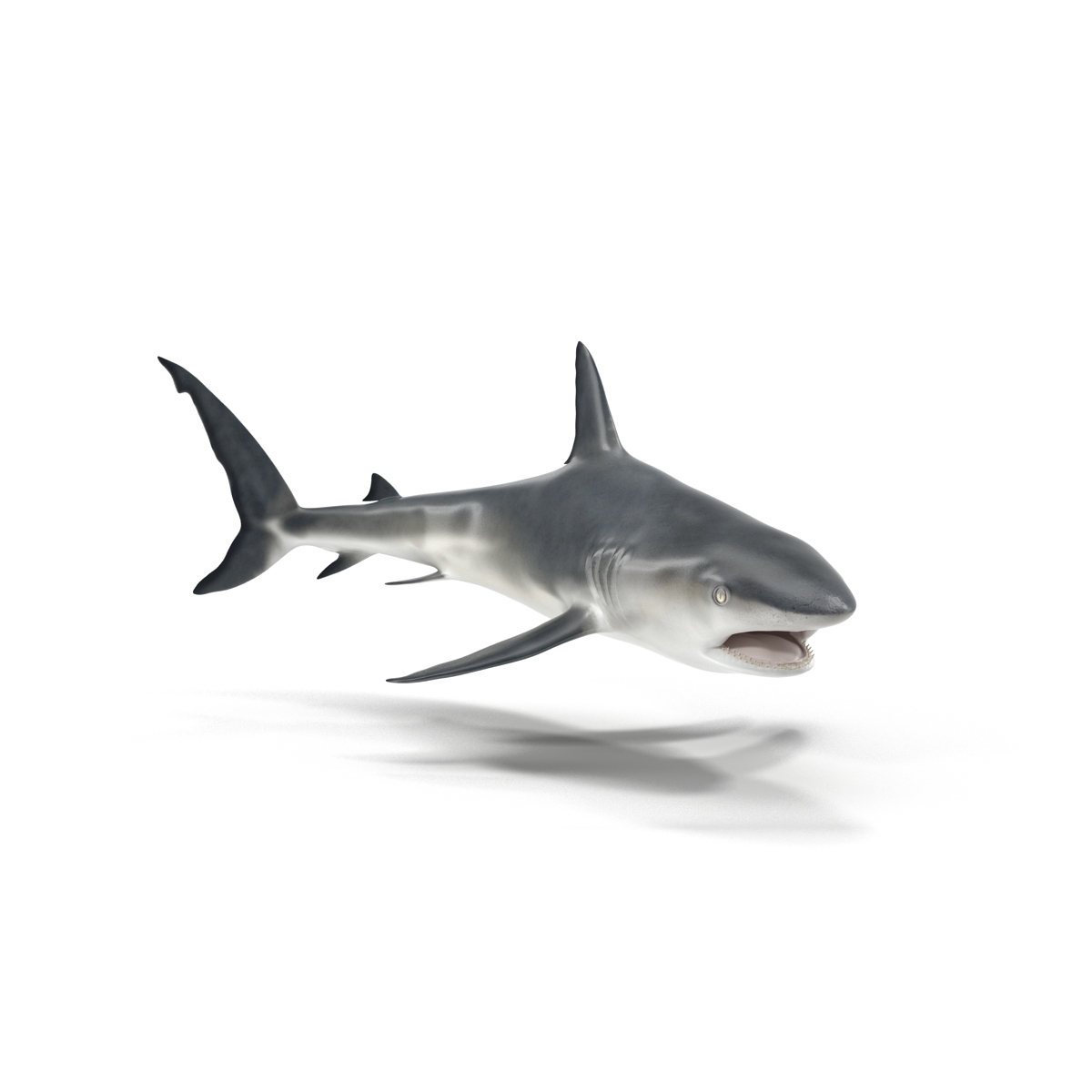 3d caribbean reef shark pose model